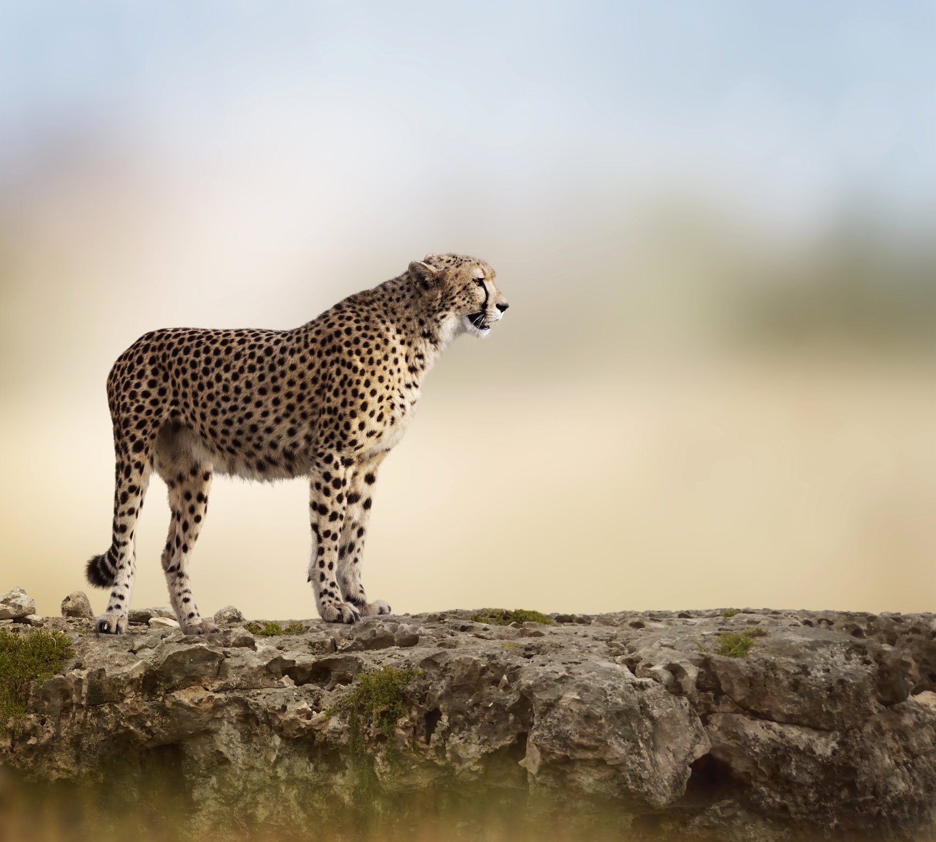 Download Animal Cheetah 4k Ultra HD Wallpaper