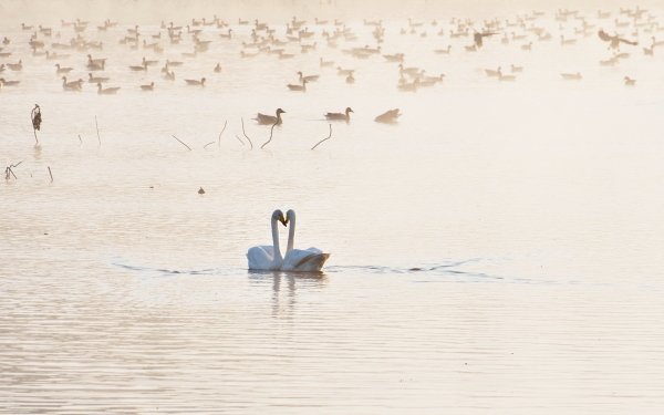 Whooper Swan HD Wallpaper | Background Image | 2048x1276