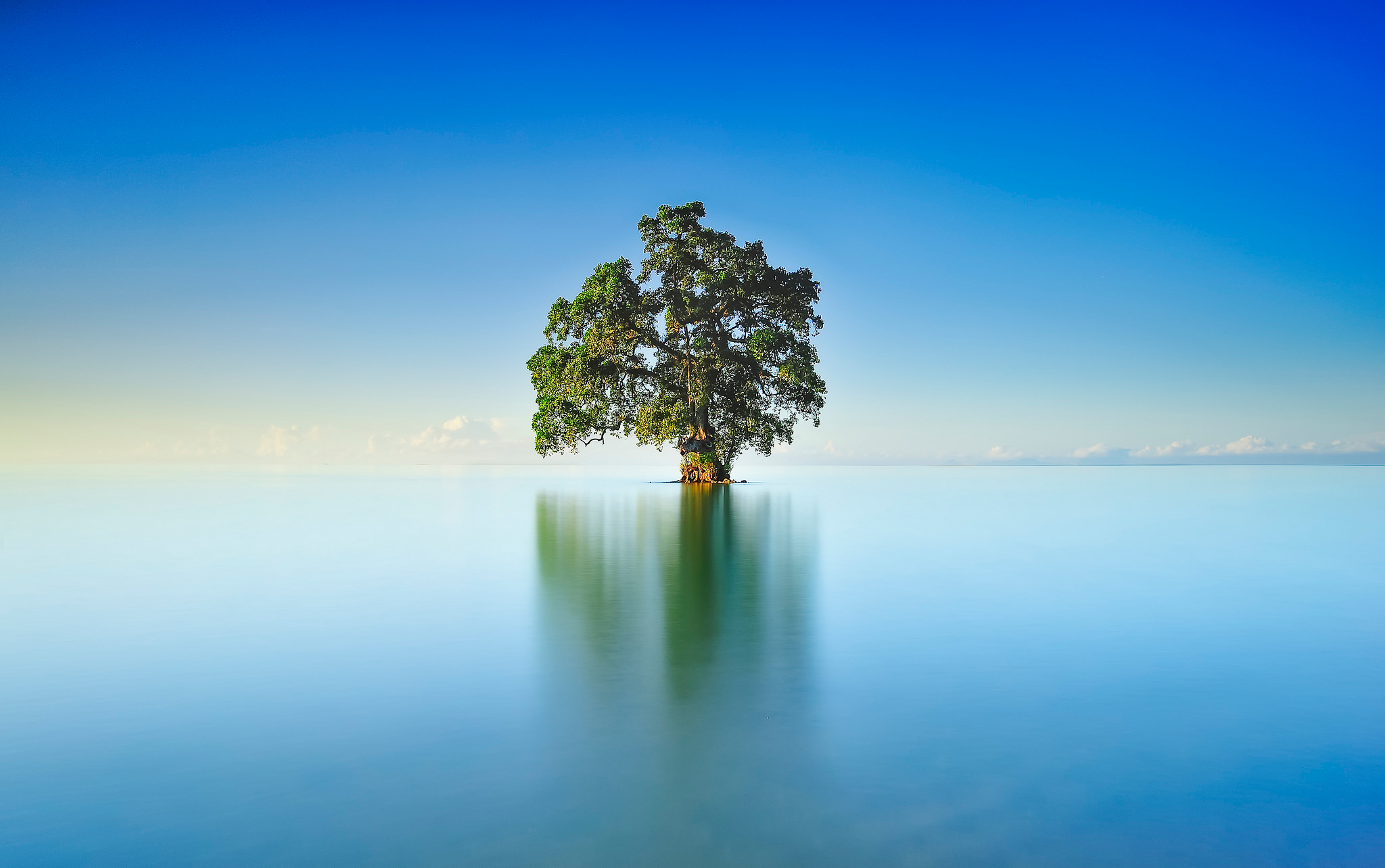 Serene Horizon: Lonely Tree Reflected in Tranquil Waters – HD Nature ...