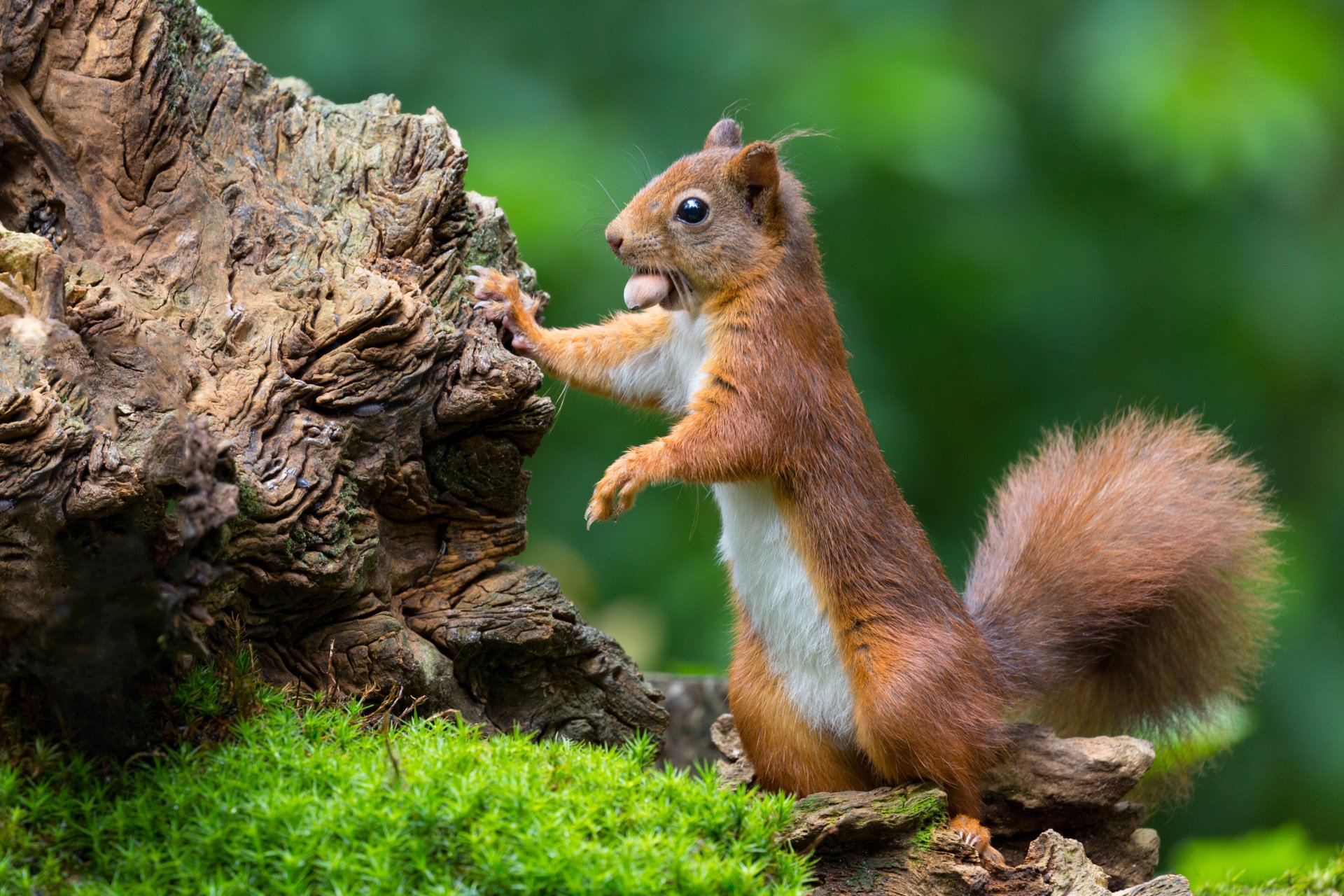 4K Ultra HD Close-Up: Vibrant Squirrel Amid Lush Mossy Forest Blur