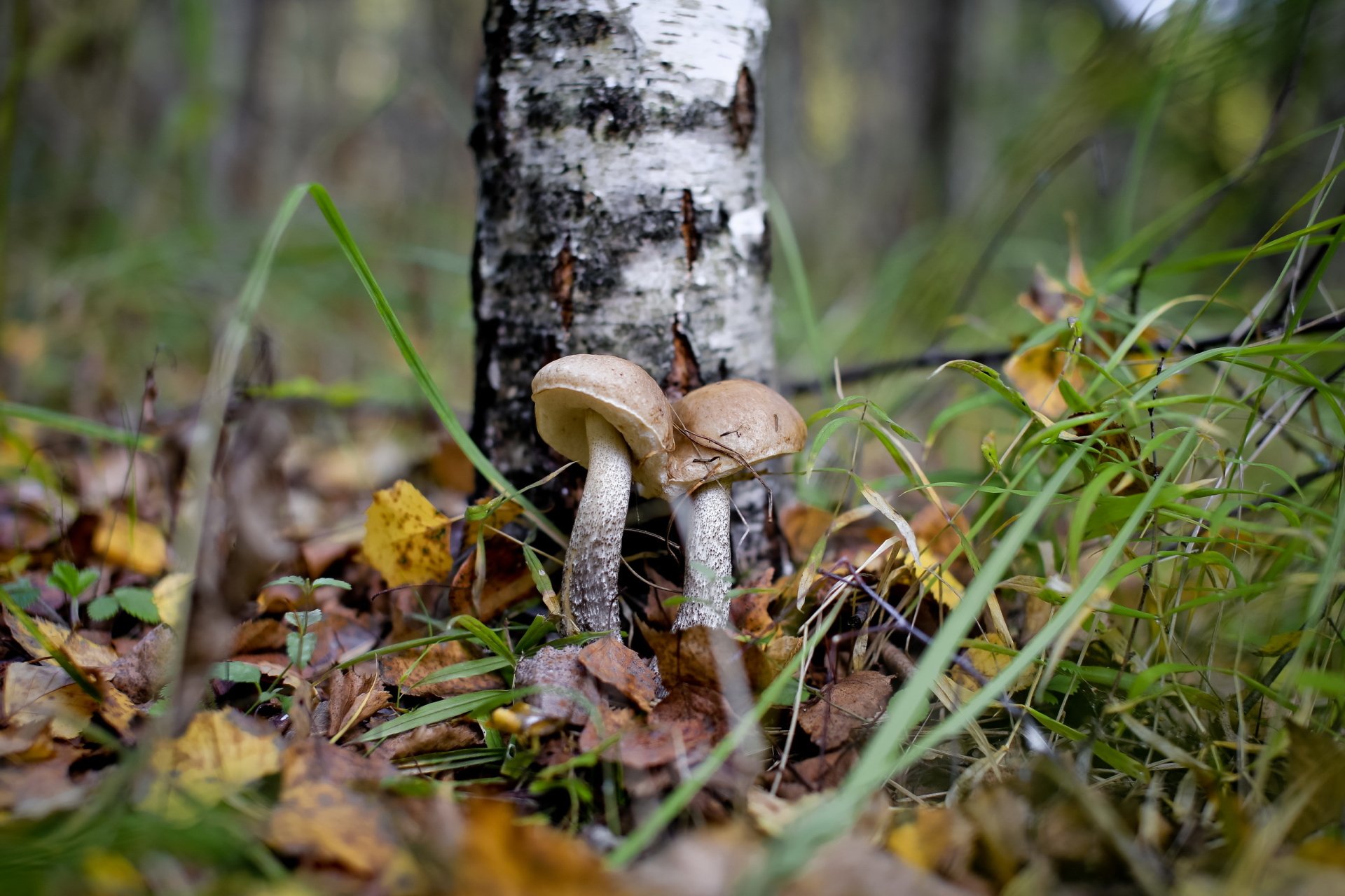 Download Fall Close-up Nature Mushroom HD Wallpaper | 2560x1707 ...