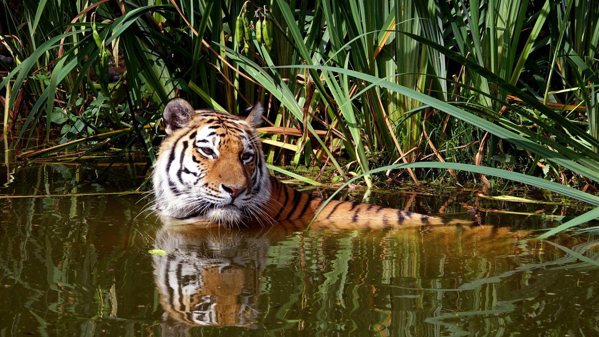 Majestic Tiger Reflection in Water – 4K Ultra HD Wildlife Wallpaper by ...