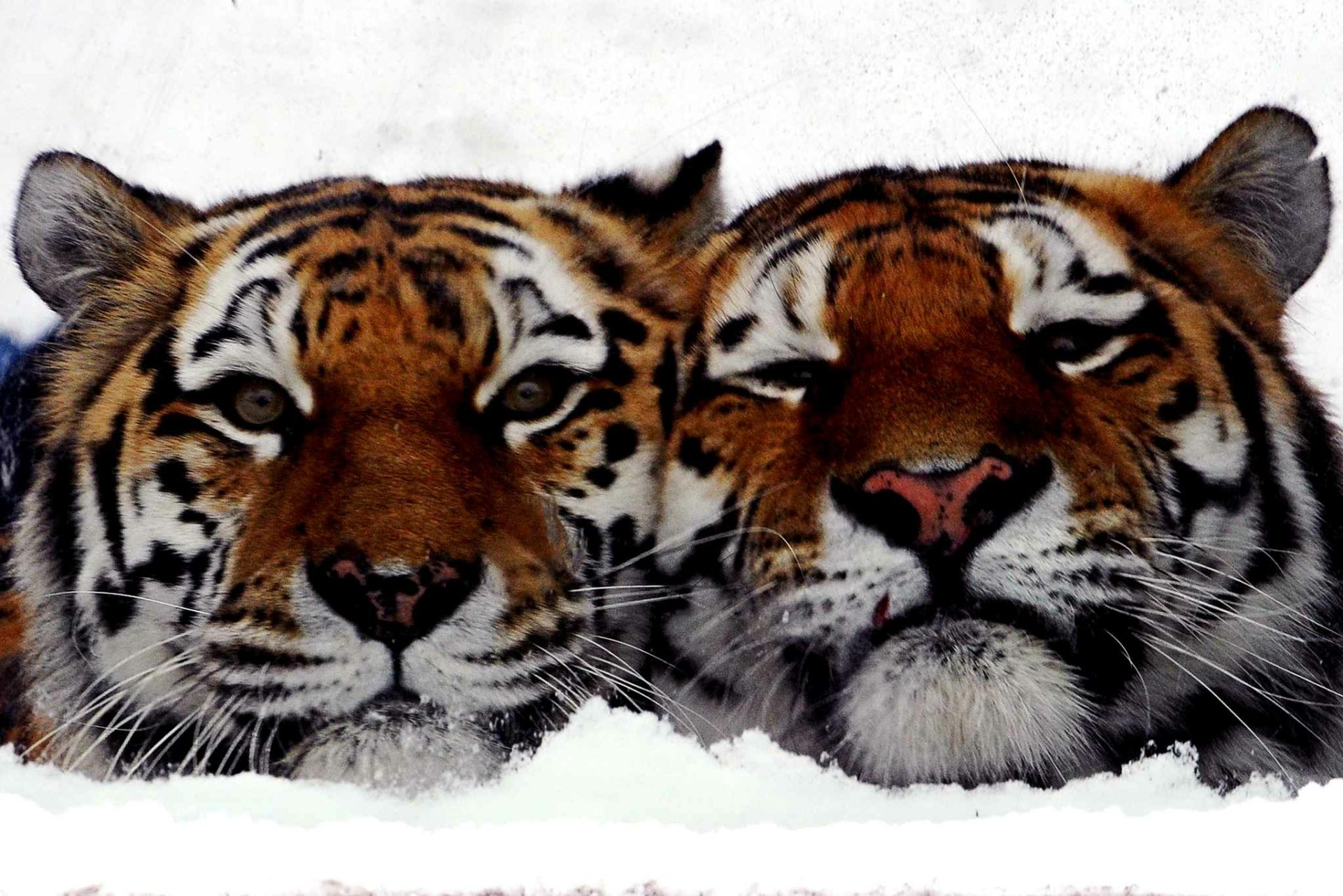 A pair of Amur tigers snuggle in their enclosure in Leningrad Zoo, St ...