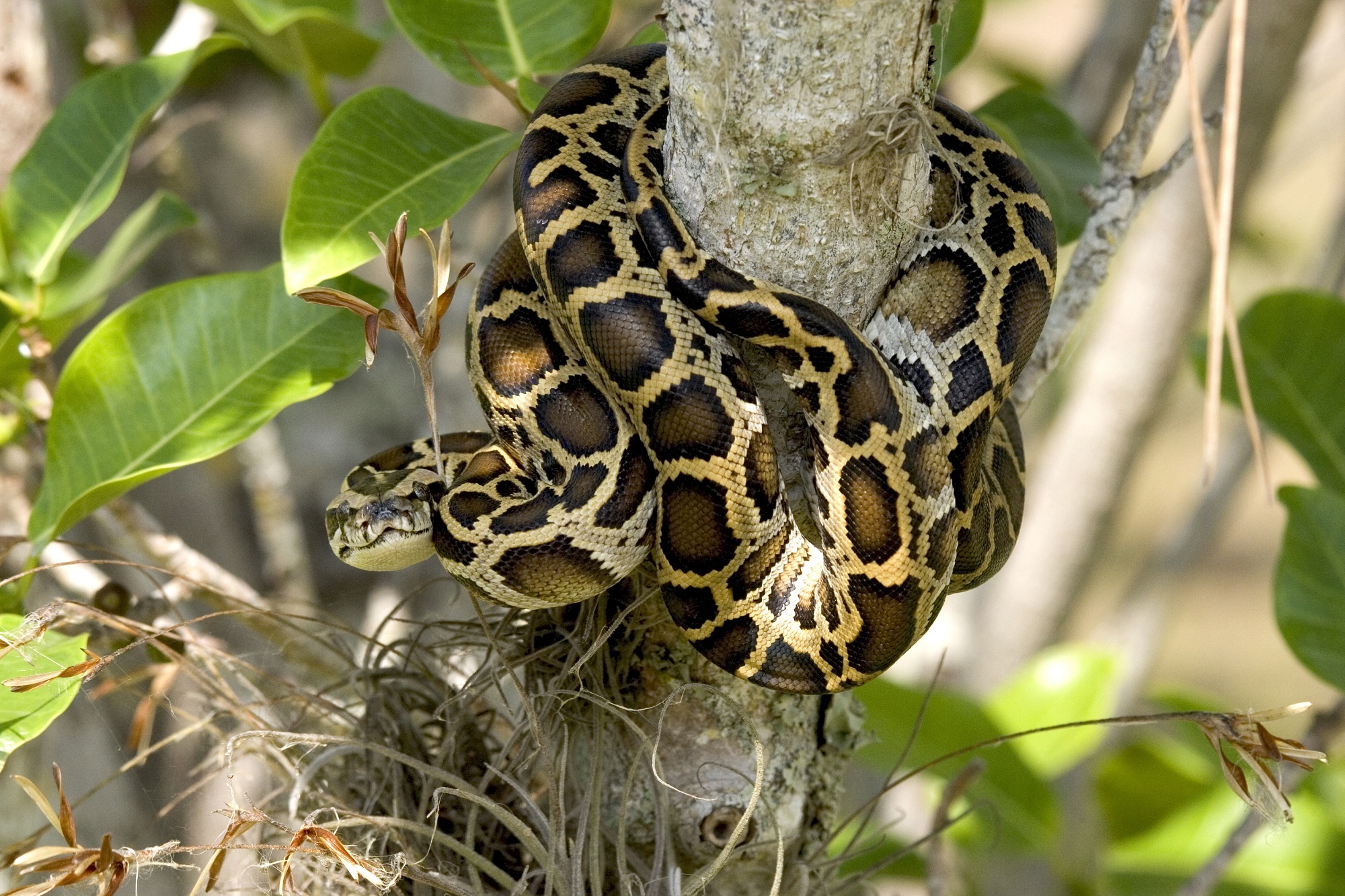 Burmese Python Wrapped Around A Tree By Skeeze