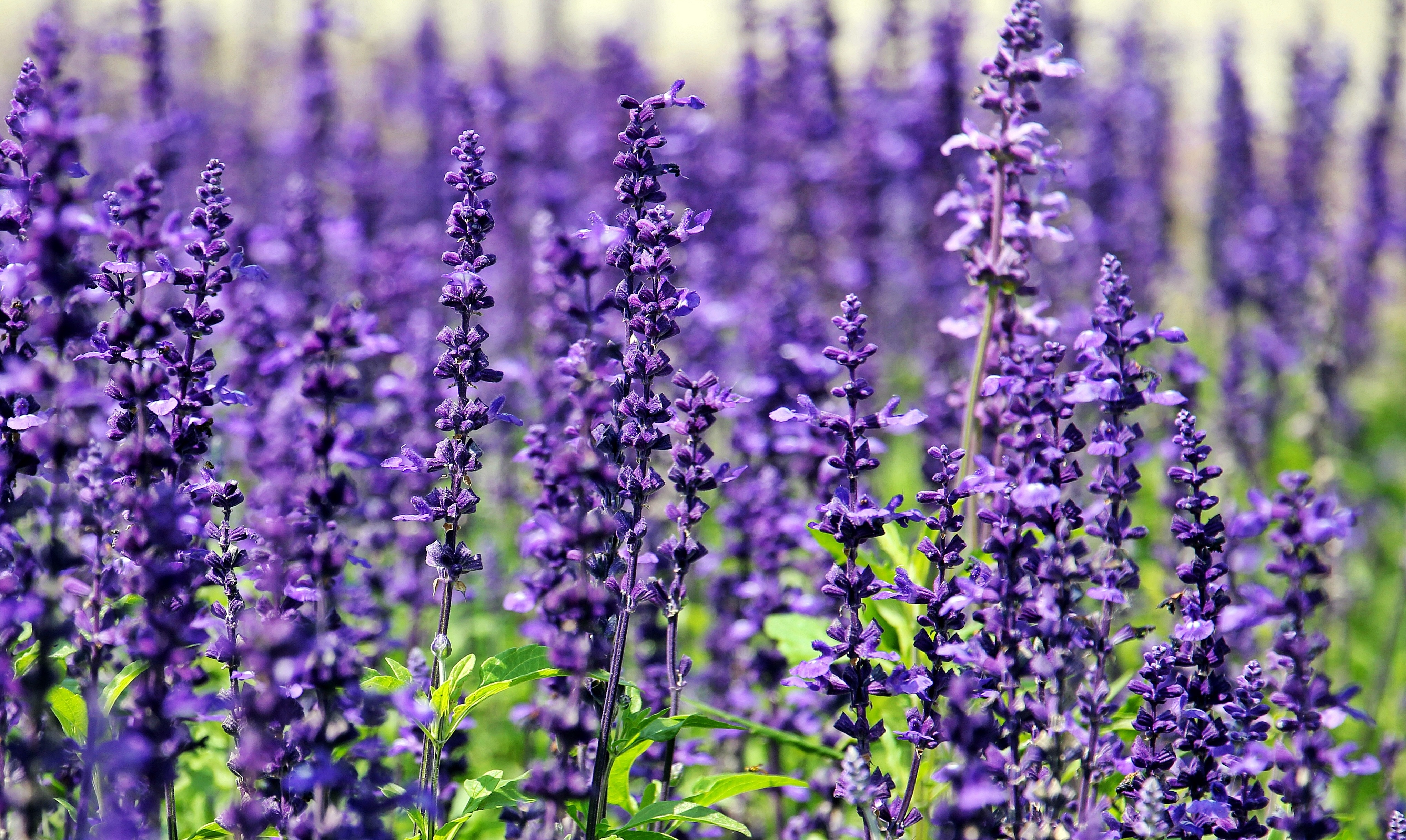 Download Purple Flower Nature Flower Lavender 4k Ultra HD Wallpaper by ...