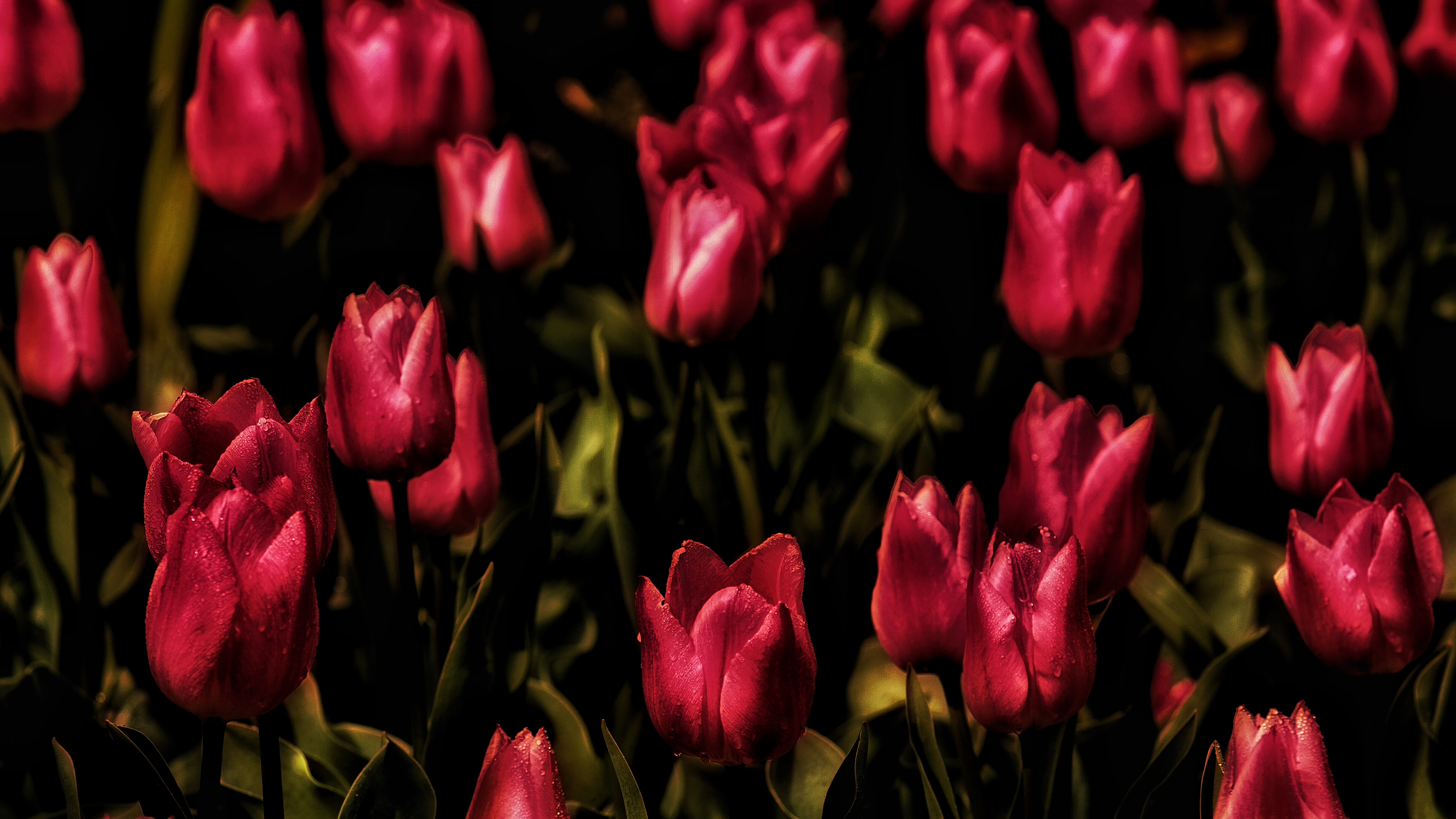 Facebook Cover Photos Nature Flowers Tulips