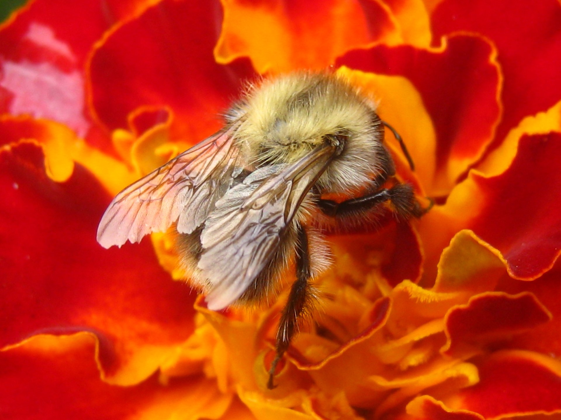 Download Macro Insect Animal Bee HD Wallpaper | 3648x2736 | Wallpaper Abyss