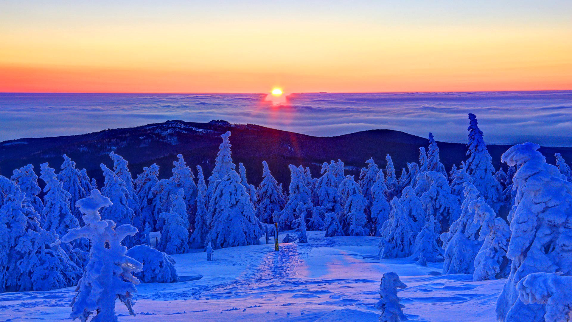 Winter Horizon: Snow-Covered Trees Beneath a Stunning Sunset Sky