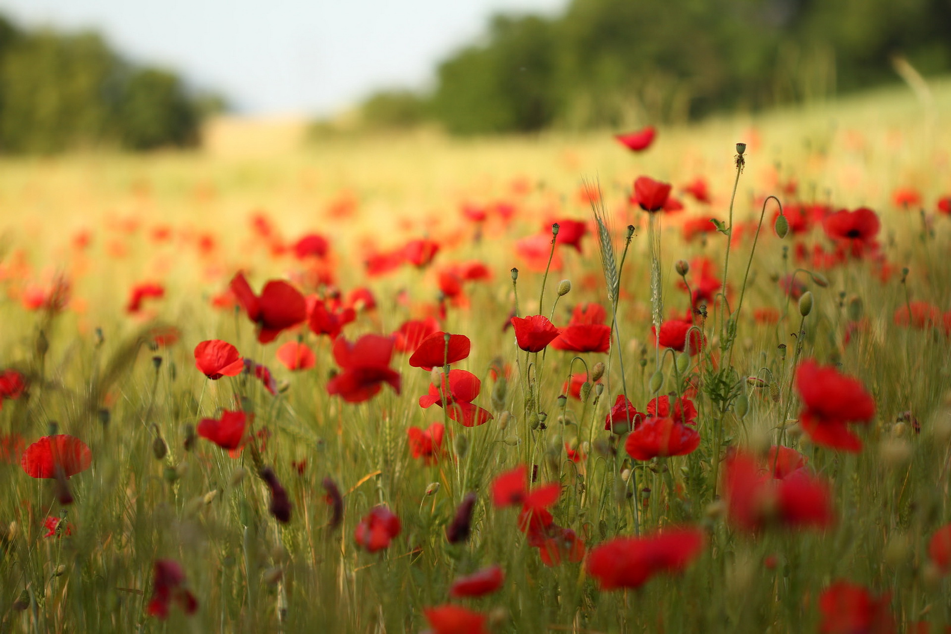 Download Field Nature Summer Red Flower Flower Poppy HD Wallpaper