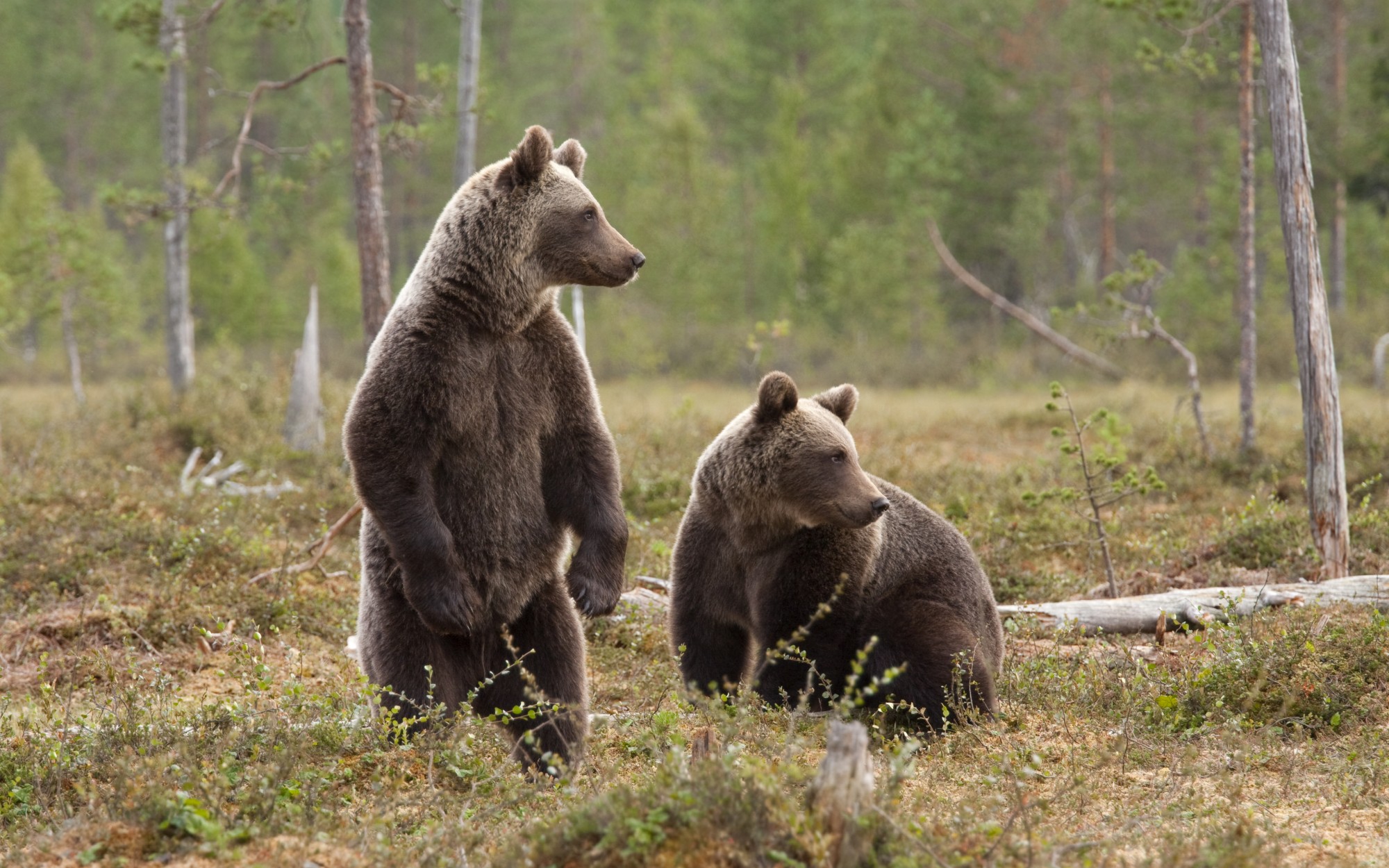 Majestic Bears in the Wild – Stunning HD Animal Wallpaper