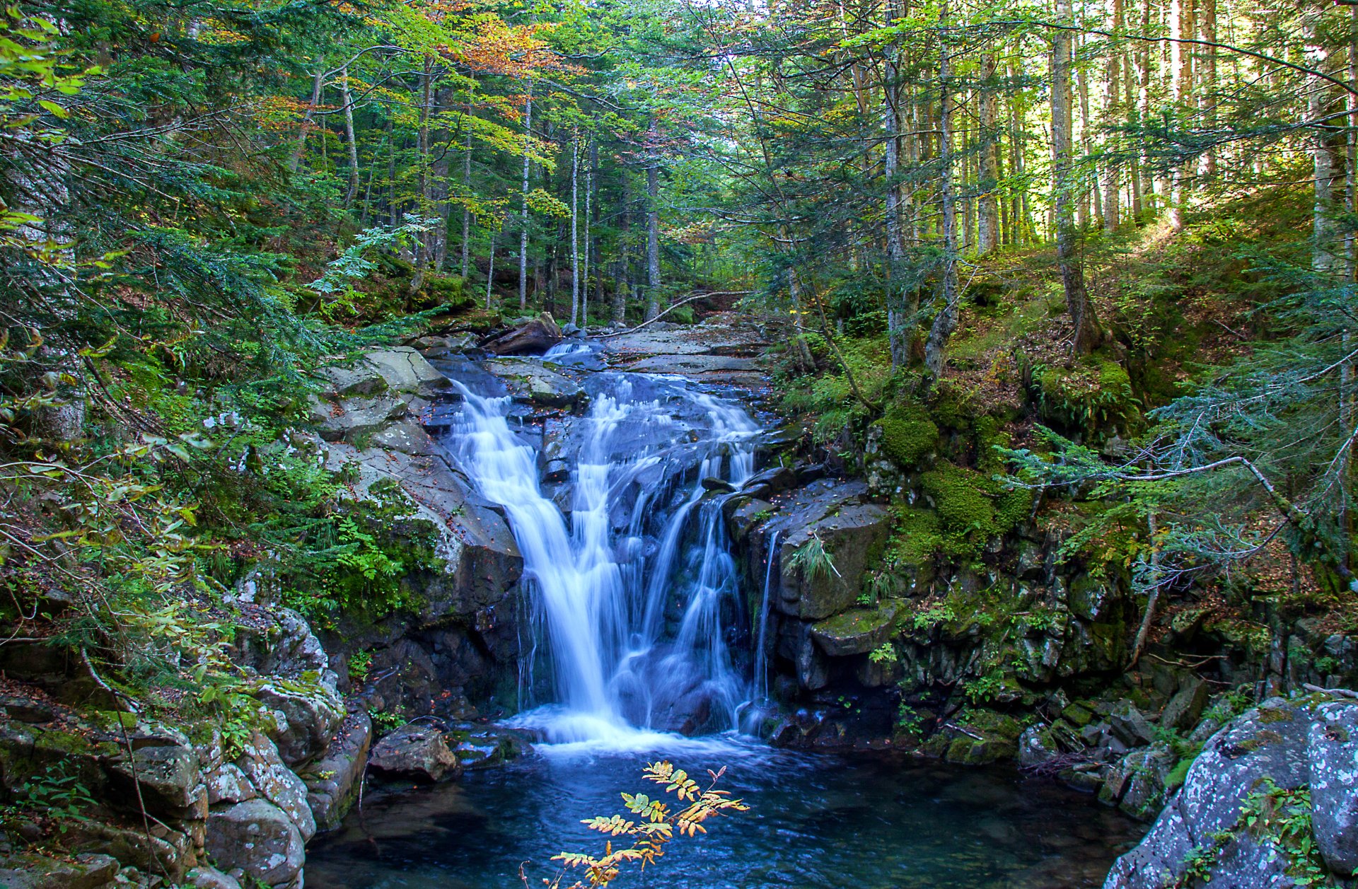 Download Tree Forest Nature Waterfall 4k Ultra HD Wallpaper | 4691x3070 ...
