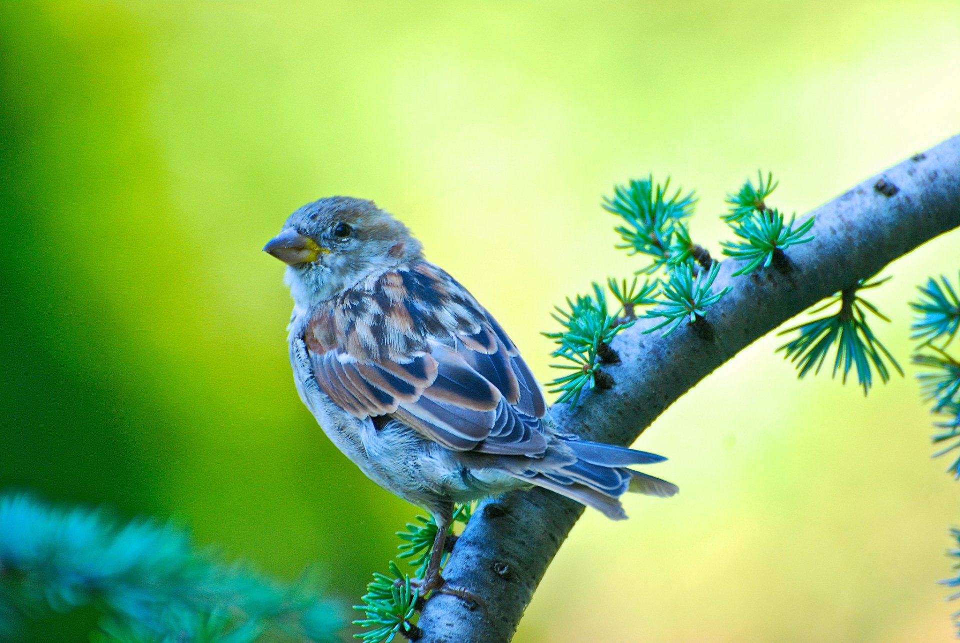 HD Sparrow Perched Gracefully on Branch – Nature’s Fine Detail Wallpaper