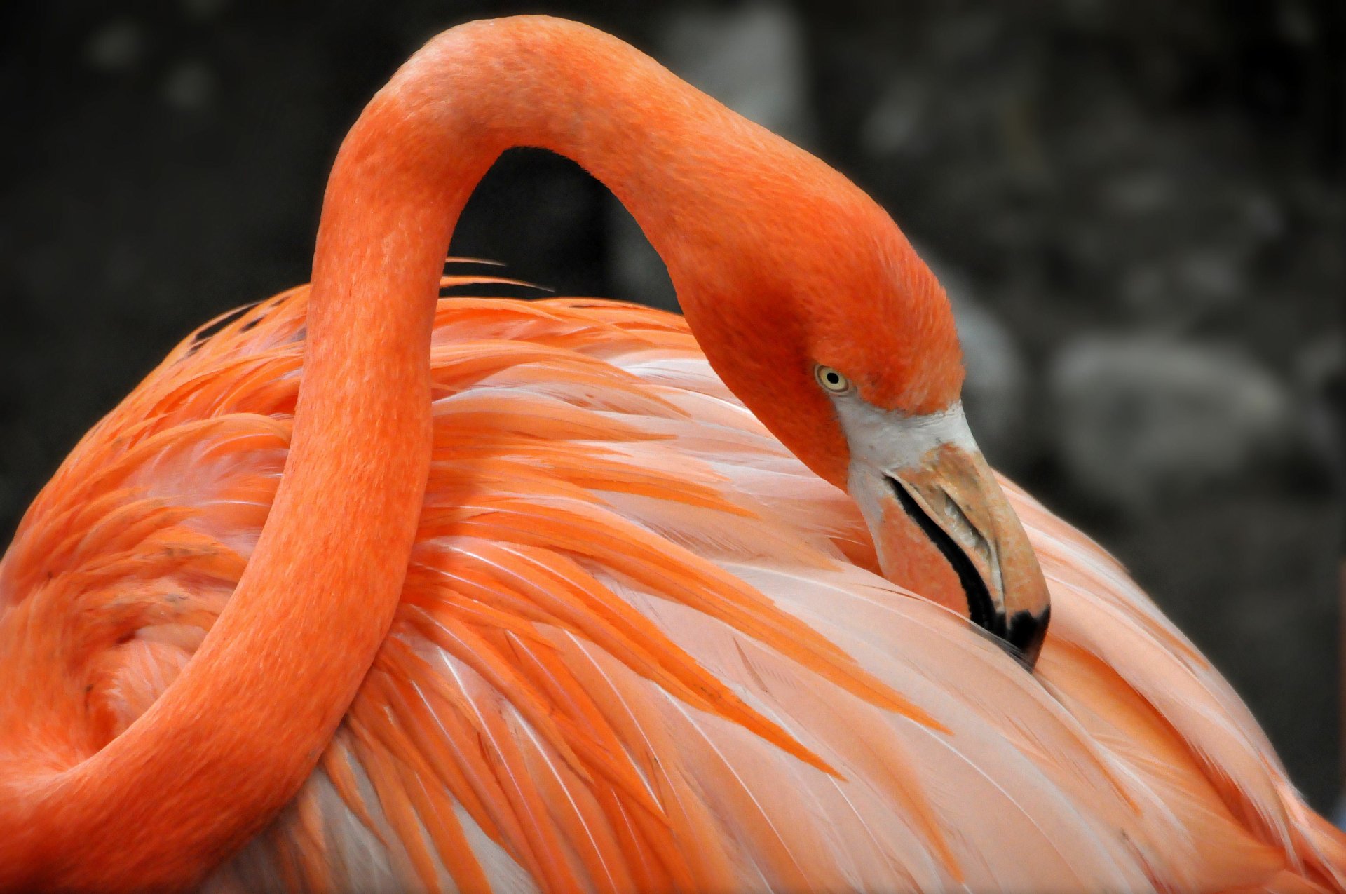 Download Bird Animal Flamingo 4k Ultra HD Wallpaper