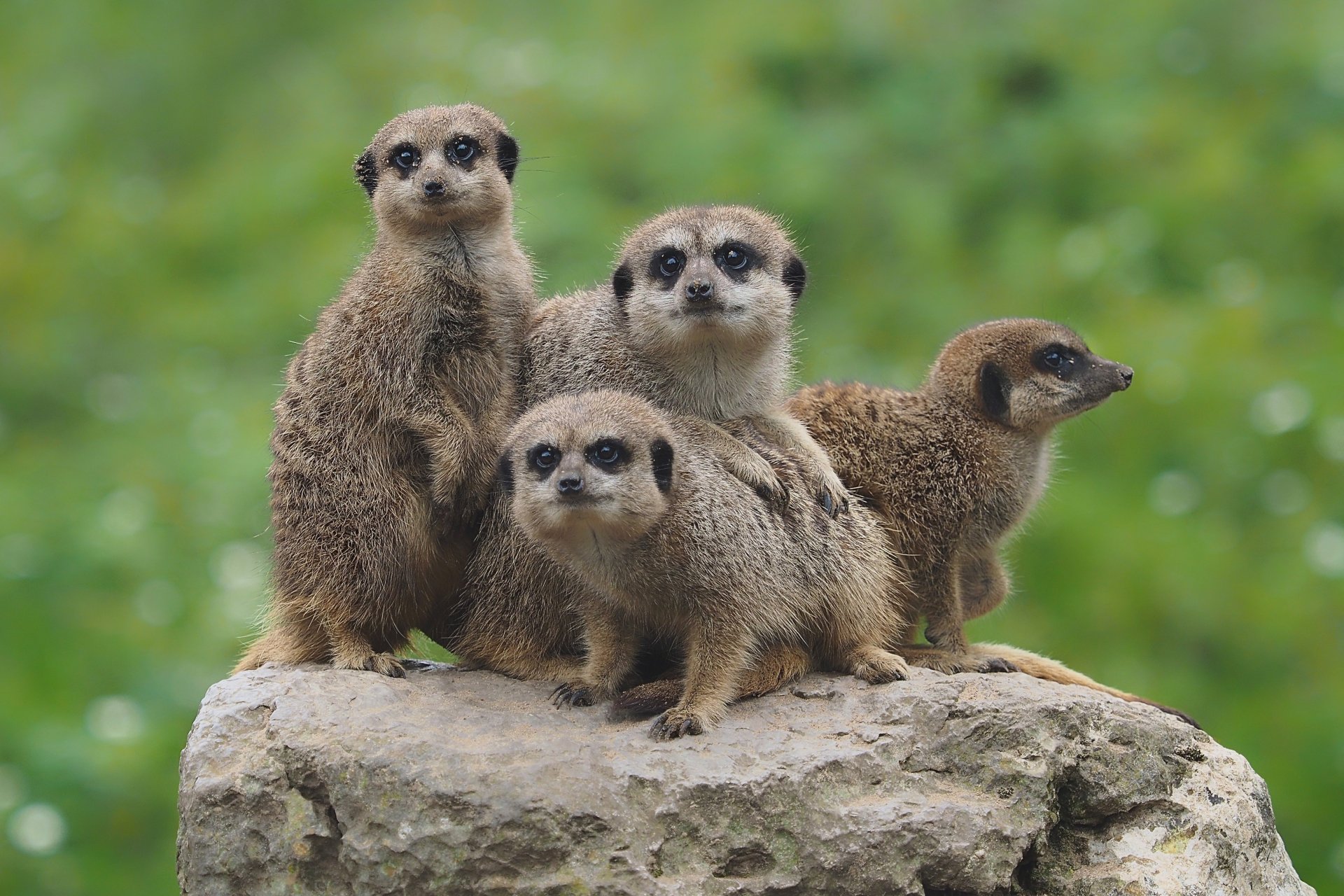 Download Animal Meerkat 4k Ultra HD Wallpaper