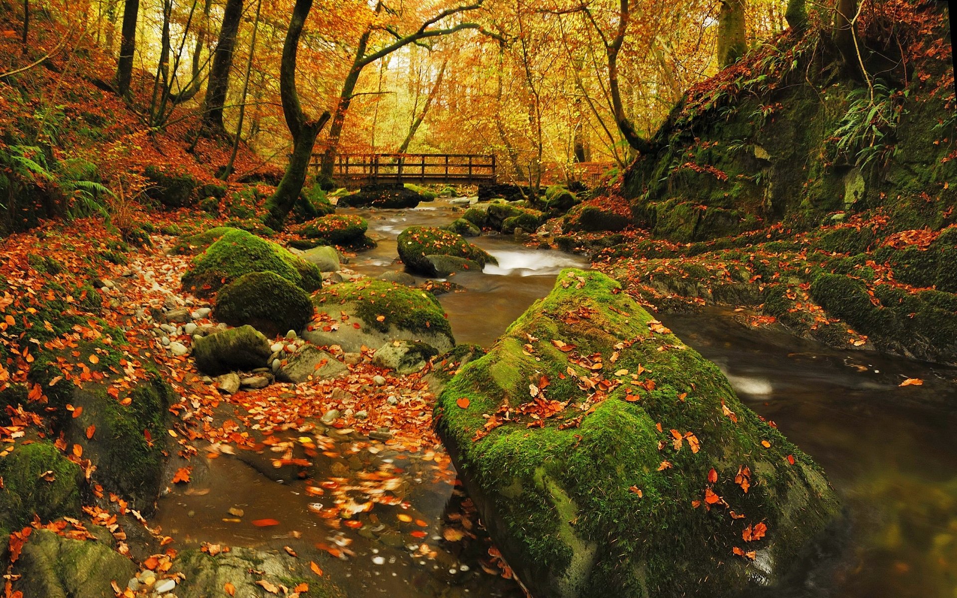 Tranquil Autumn Stream HD Wallpaper | 2560x1600 | Wallpaper Abyss