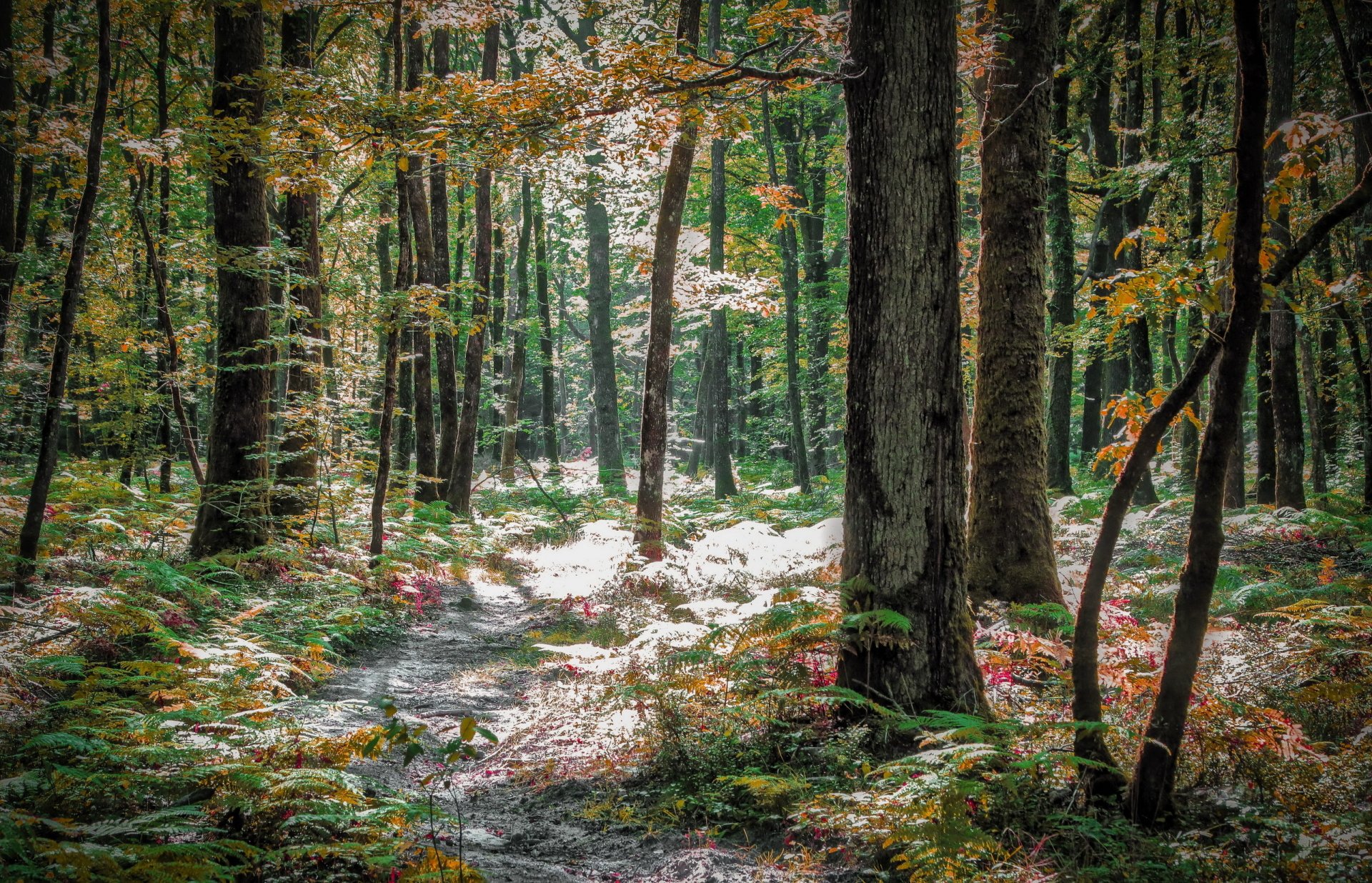 Serene Forest Path: HD Nature Wallpaper with Majestic Trees | 2559x1647 ...