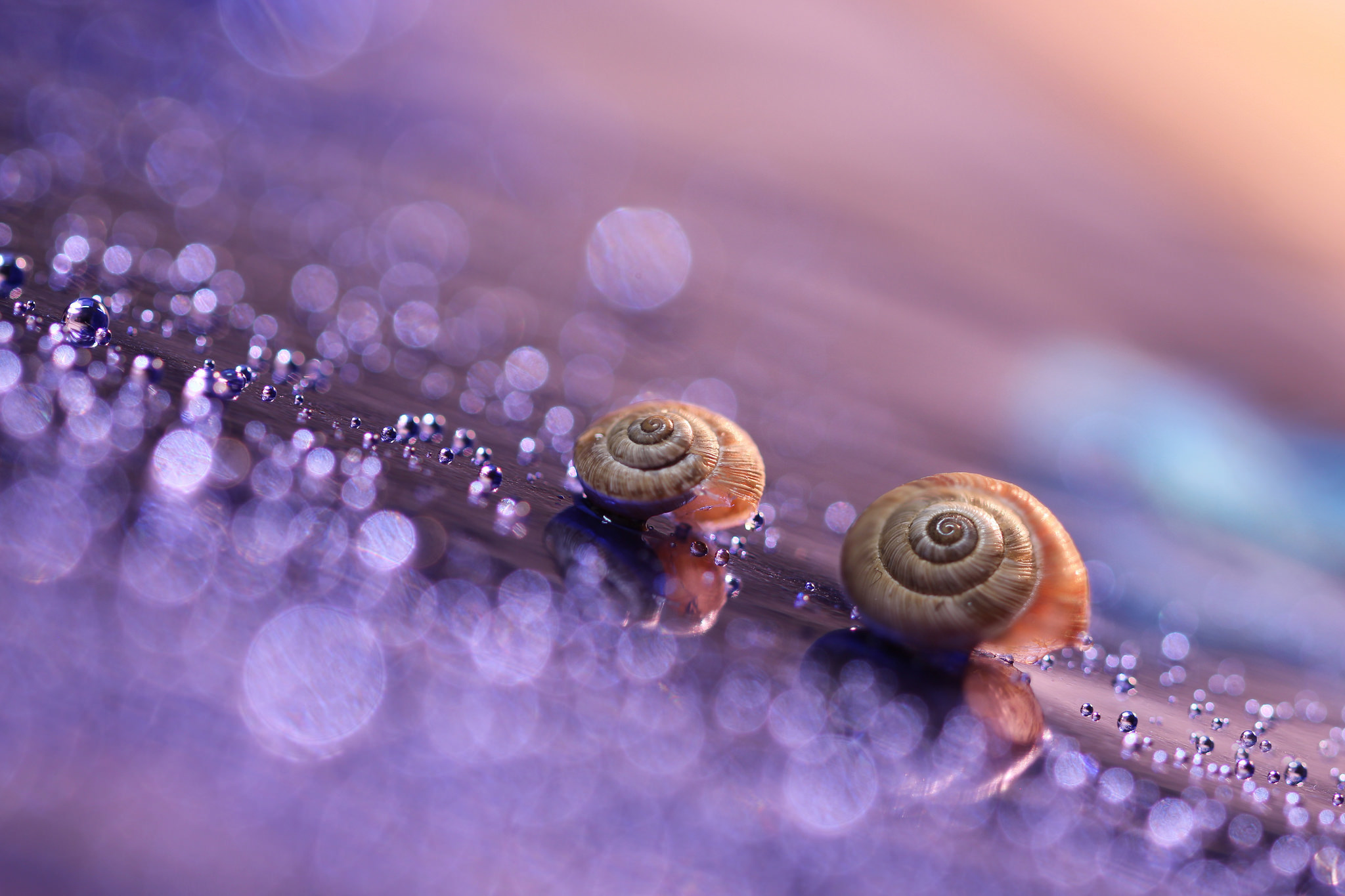 Download Water Drop Reflection Bokeh Nature Shell HD Wallpaper