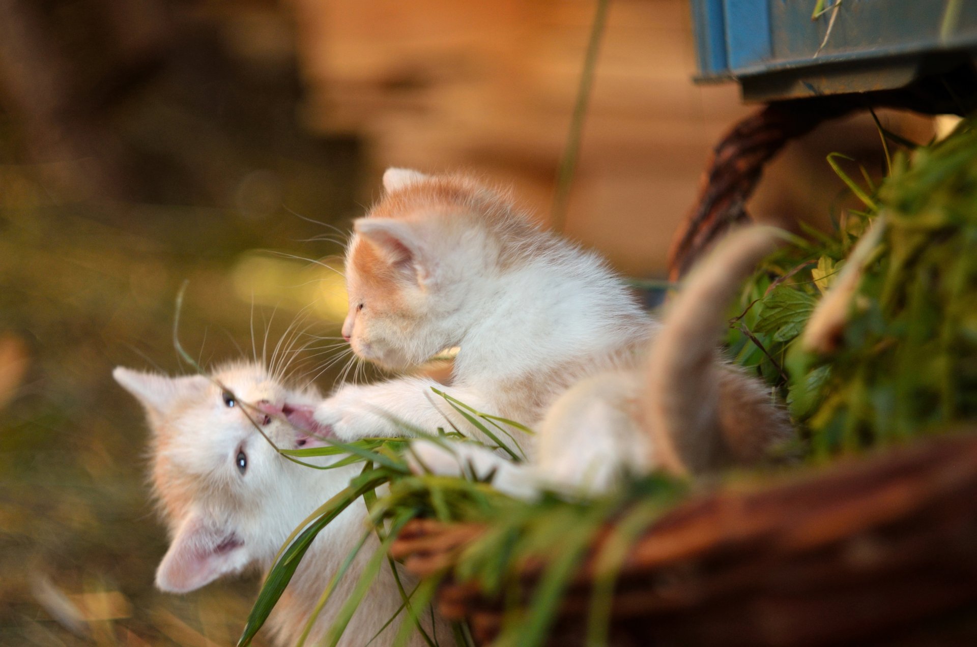 Adorable Kittens in Basket - 4K Ultra HD Baby Animal Wallpaper ...