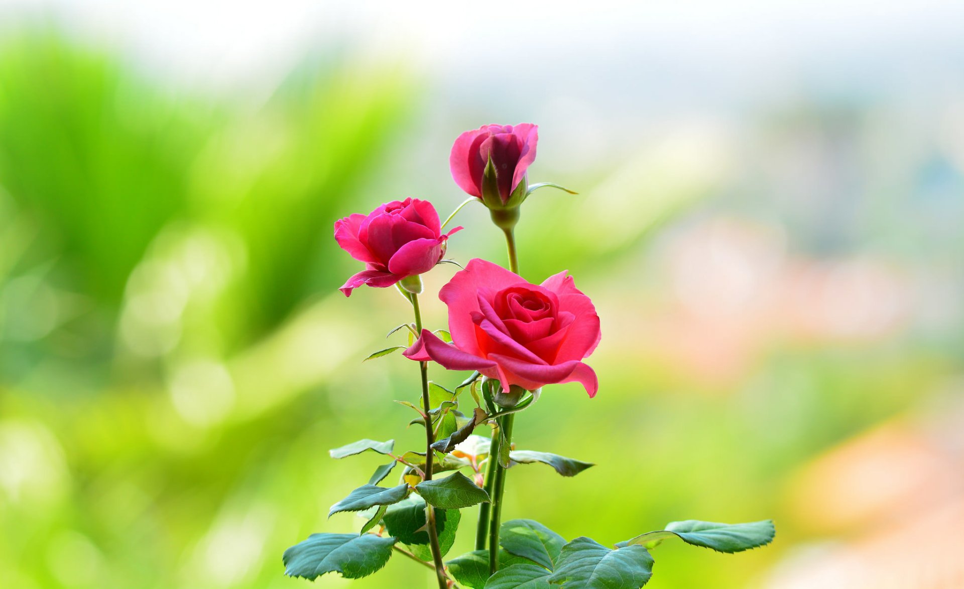Stunning Pink Roses - HD Wallpaper for Nature Lovers
