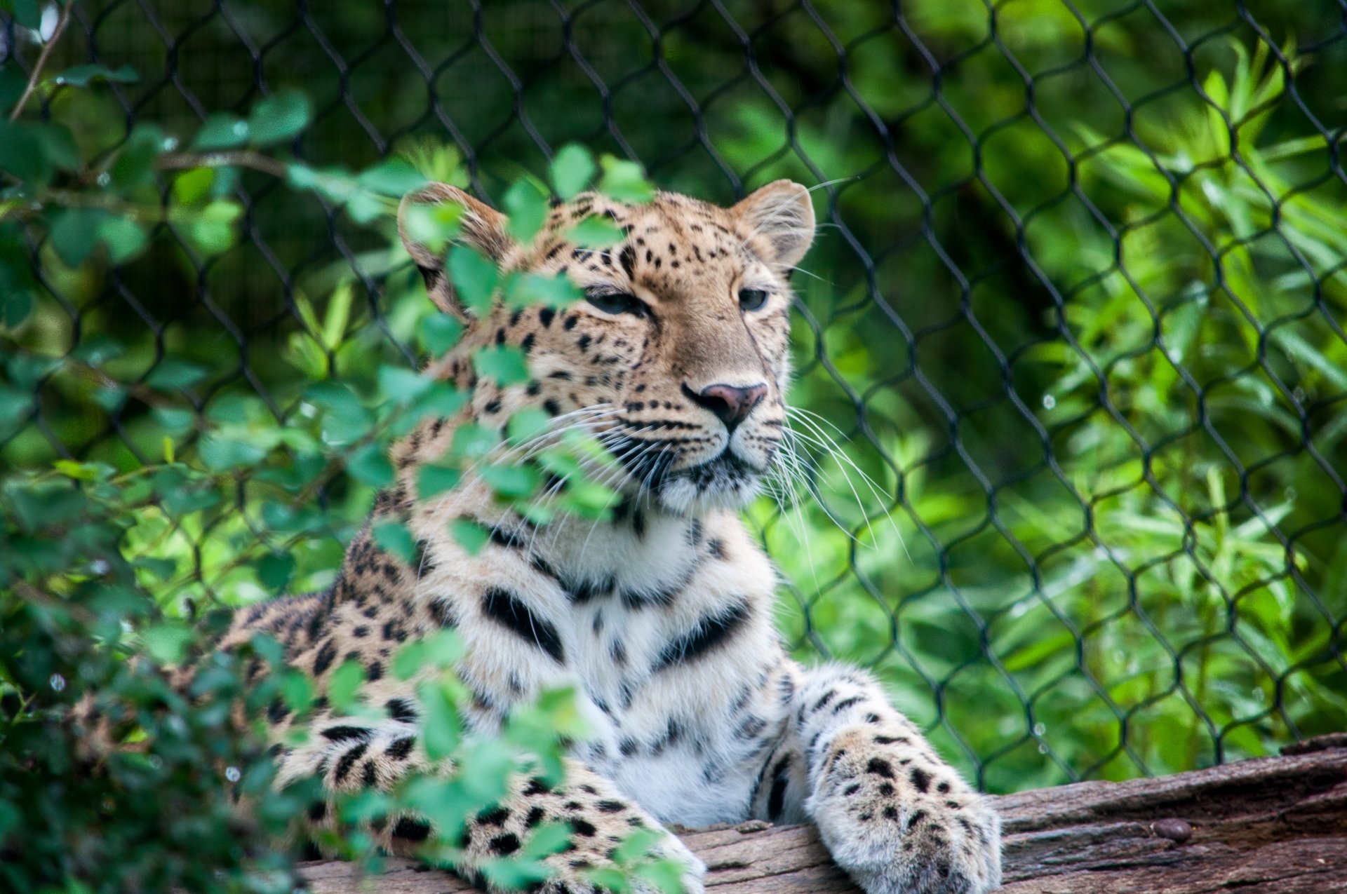 Leopard 4k Ultra HD Wallpaper