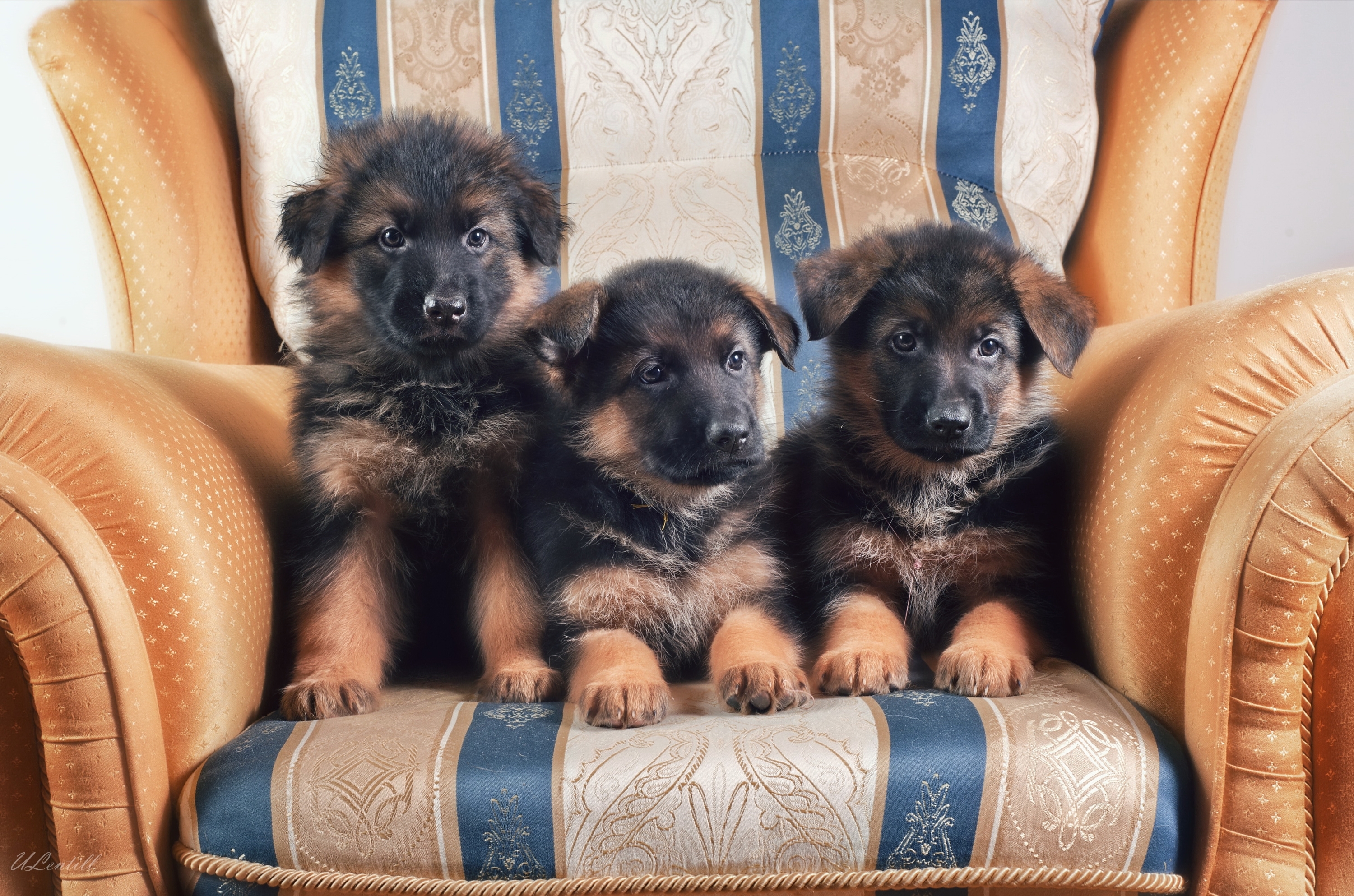 Adorable German Shepherd Puppies - HD Wallpaper