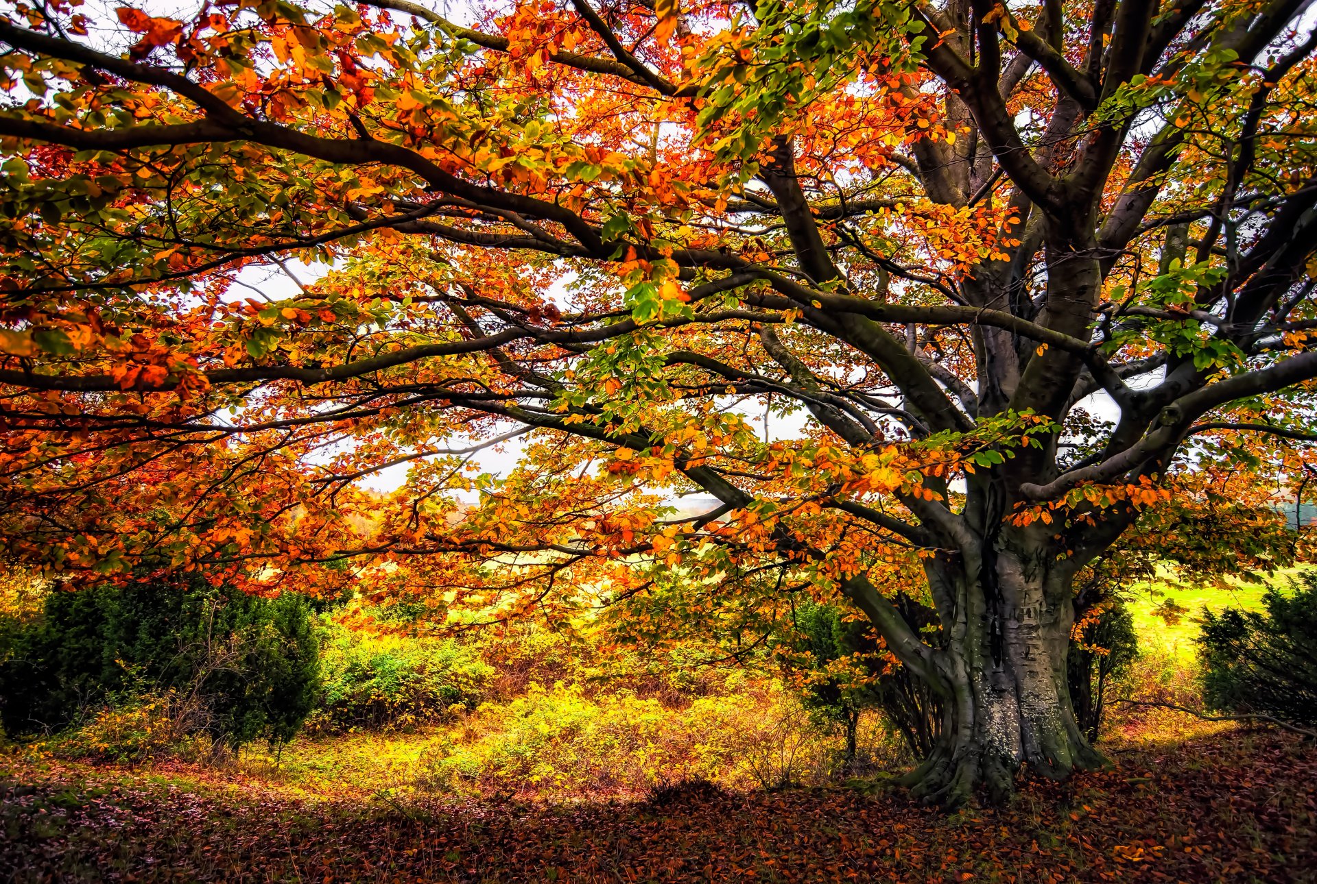 Download Fall Nature Tree 4k Ultra HD Wallpaper