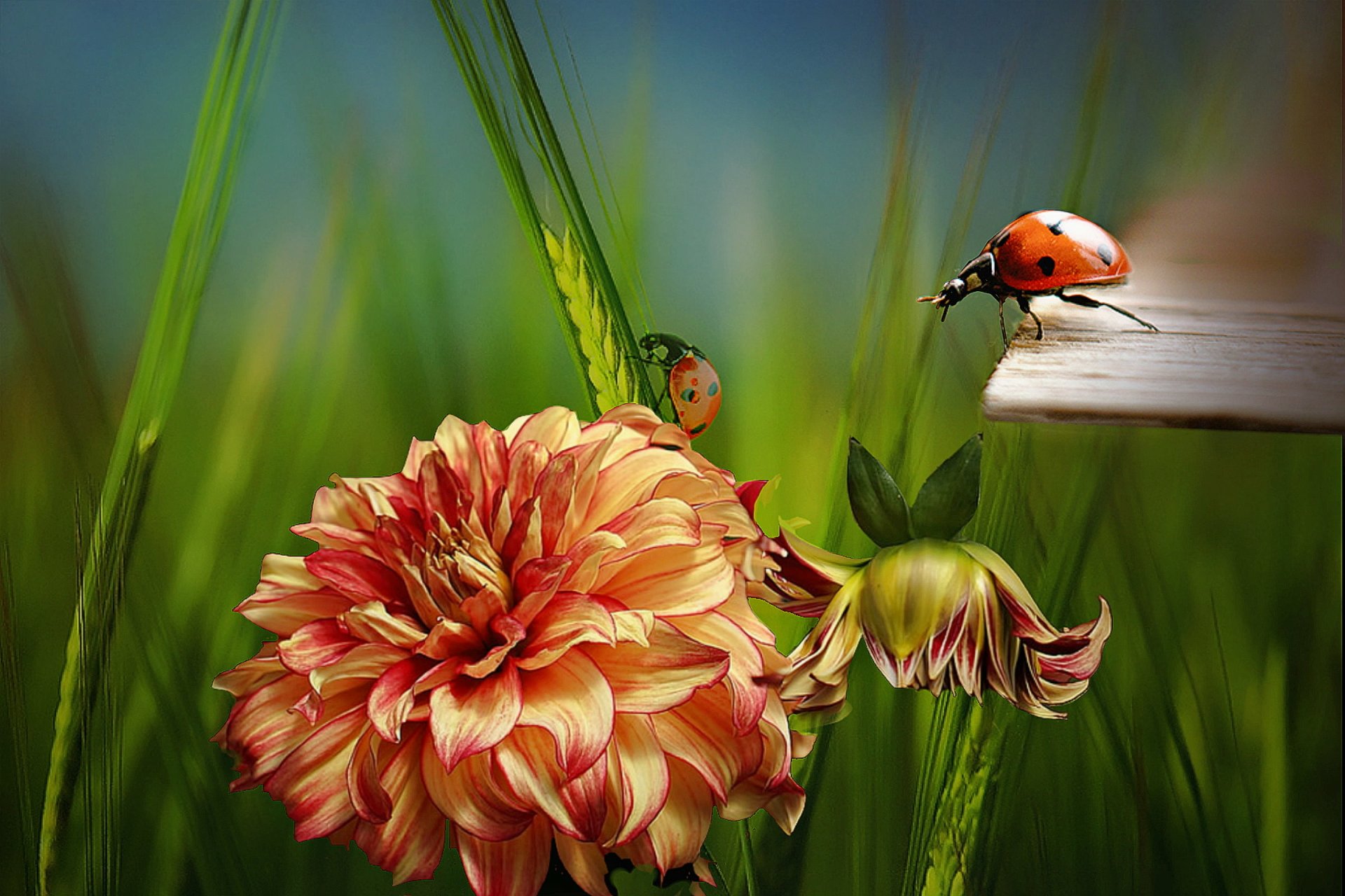 Download Ladybug Flower Artistic Nature HD Wallpaper