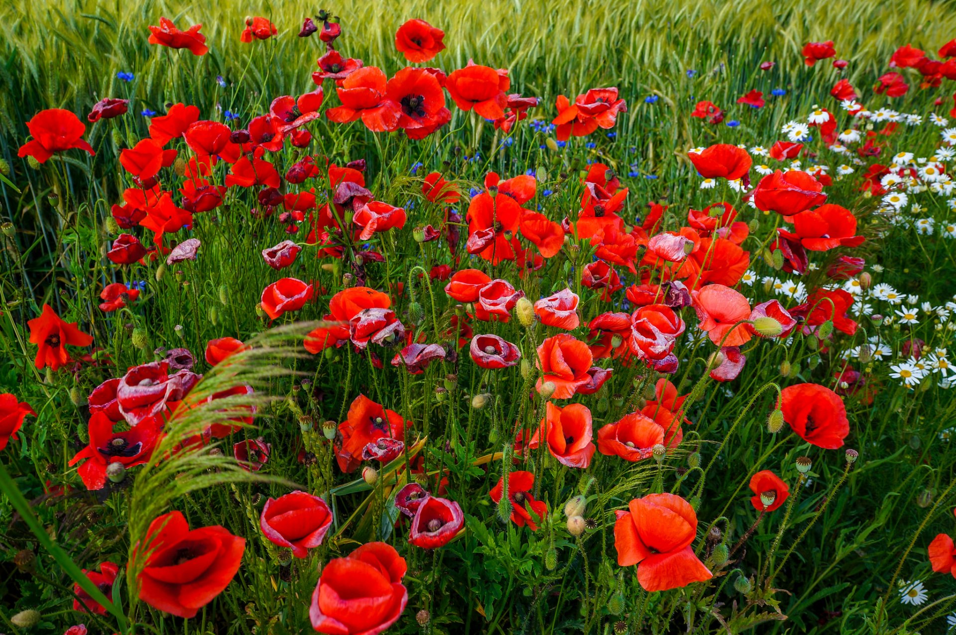 Download Meadow Red Flower Grass Field Nature Poppy HD Wallpaper