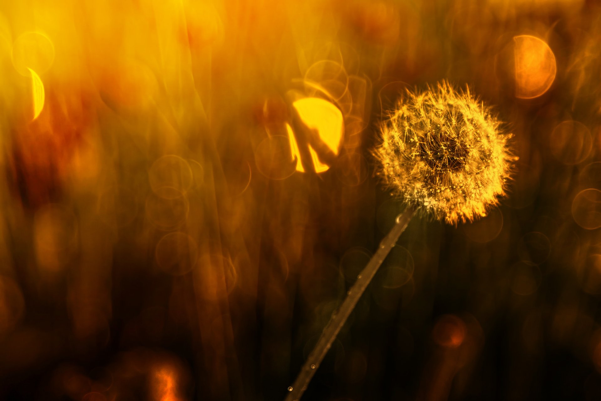 Dandelion Bing Desktop Wallpaper
