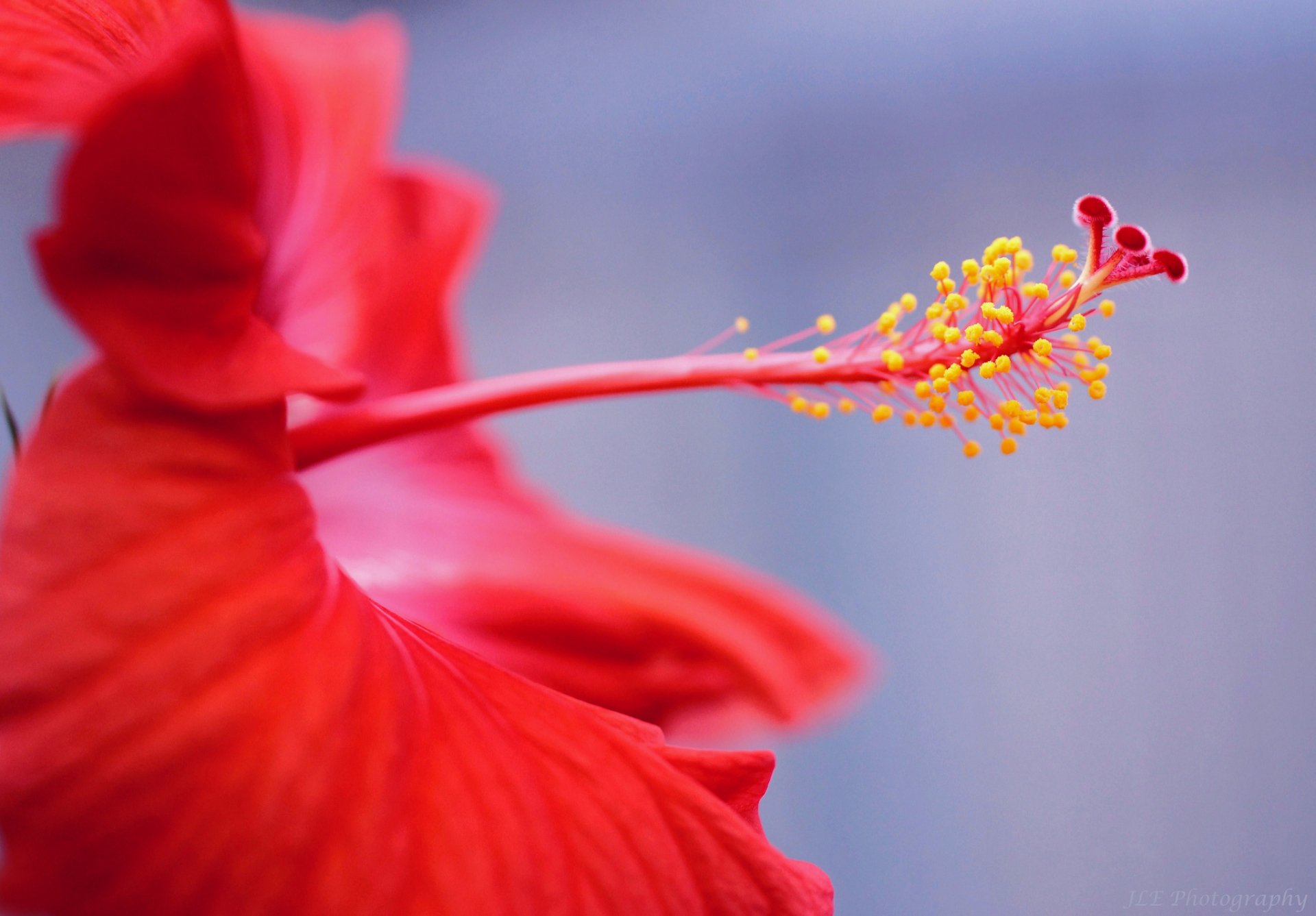 Scarlet Hibiscus Macro — Vibrant HD Flower Wallpaper by Jacob Edmiston ...