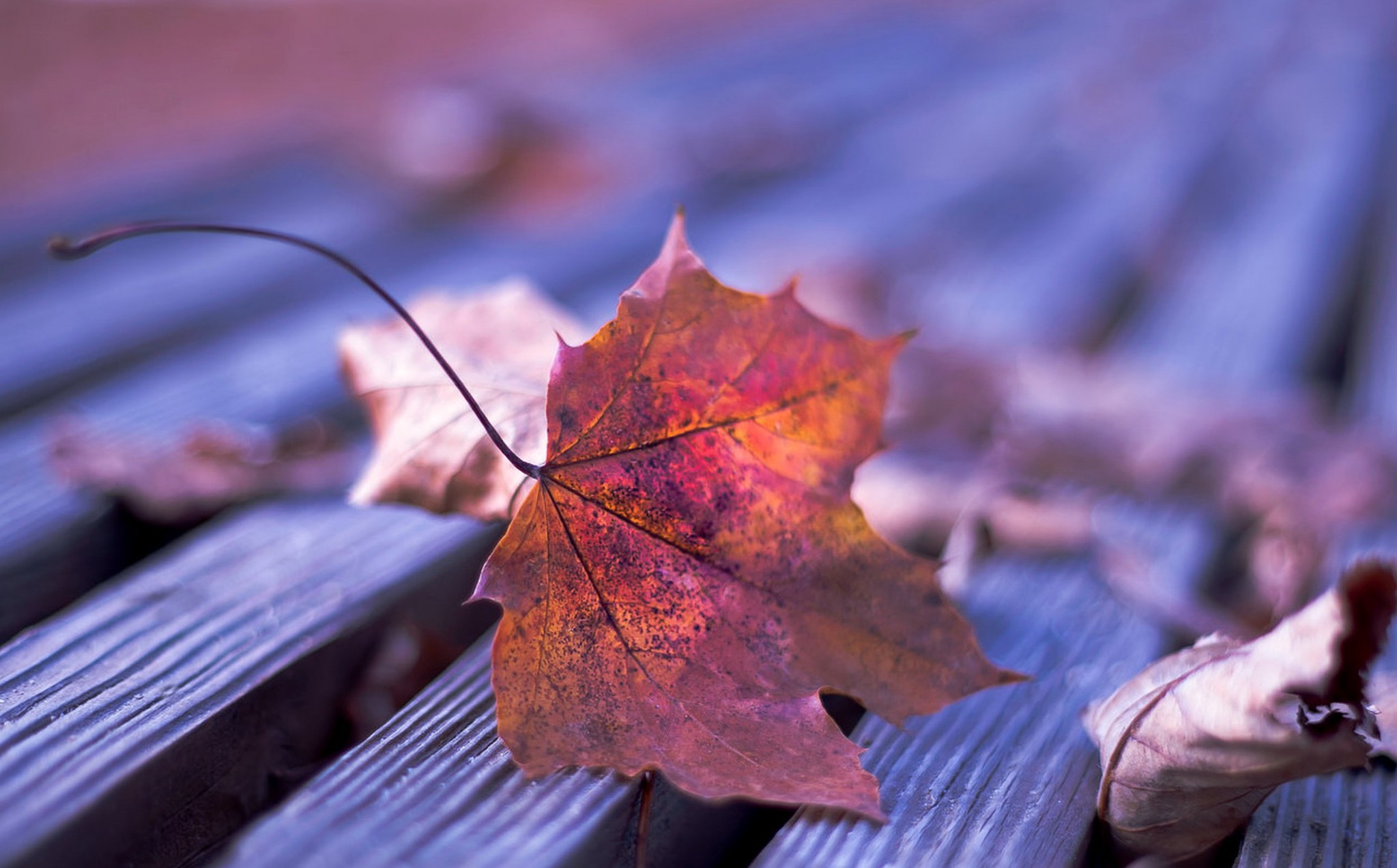 Download Fall Close-up Nature Leaf HD Wallpaper