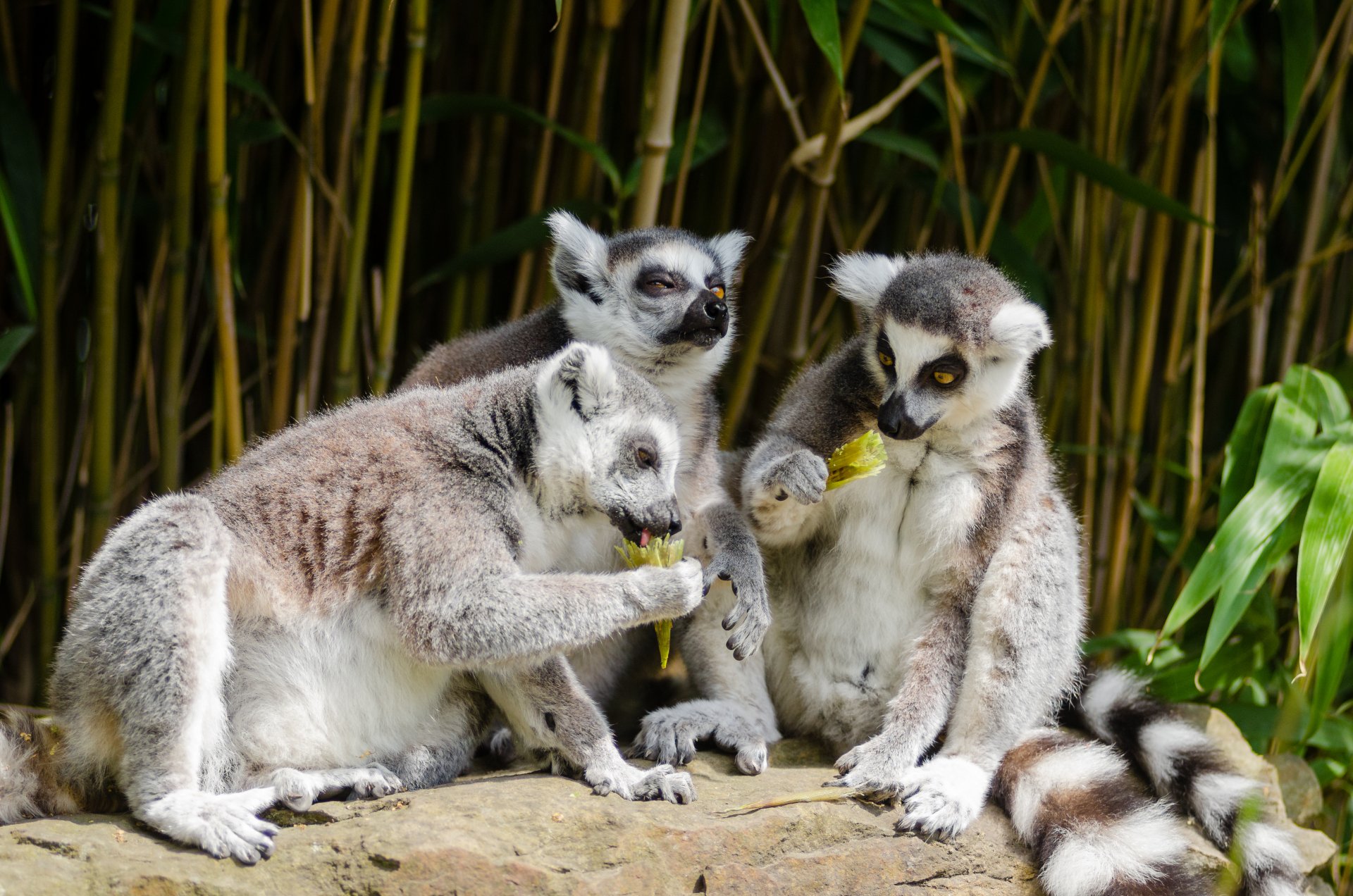 Download Monkey Primate Animal Lemur 4k Ultra HD Wallpaper | 4760x3153 ...