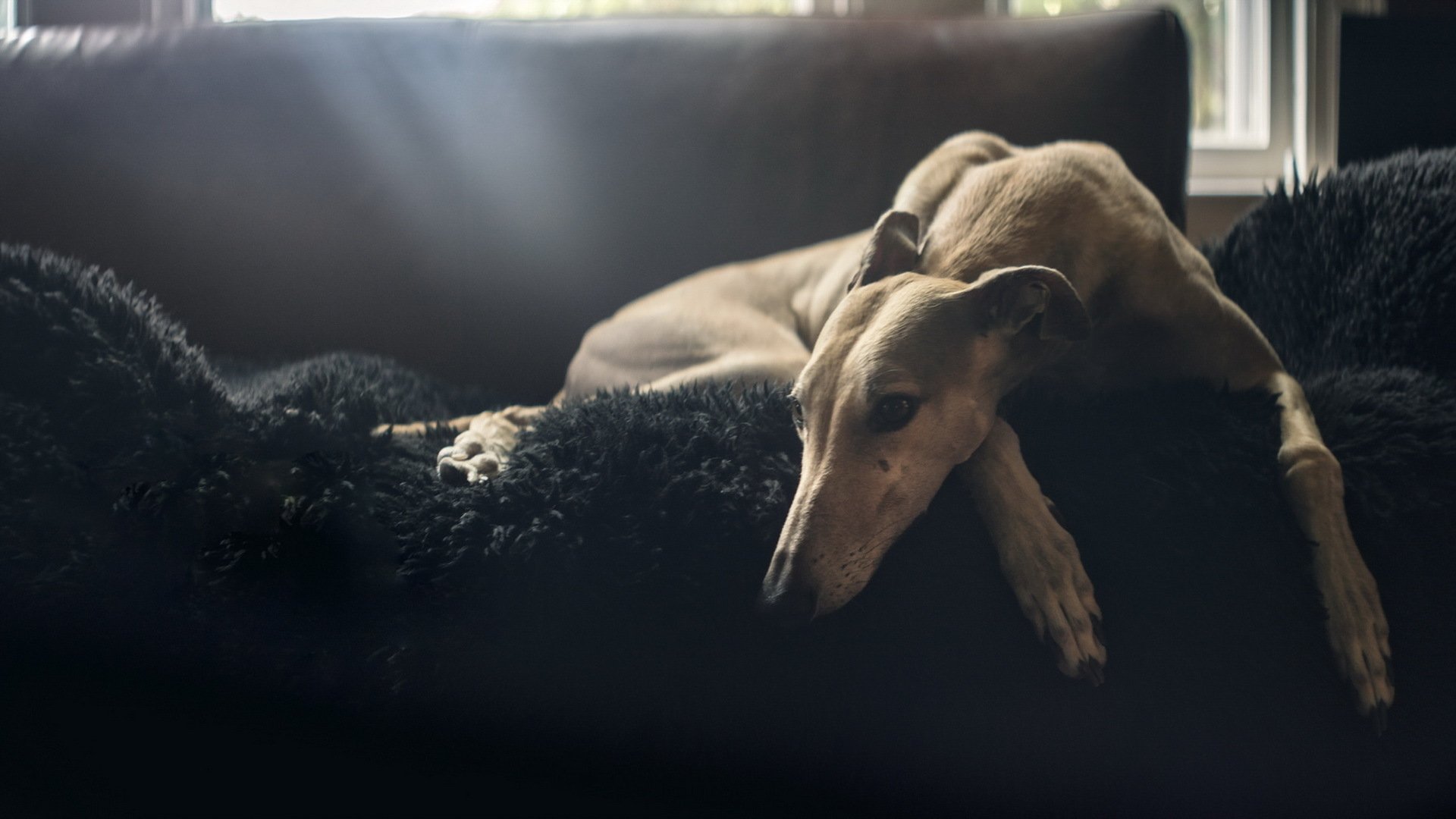 Sunlit Greyhound Serenity: Relaxing on a Cozy Sofa HD Wallpaper