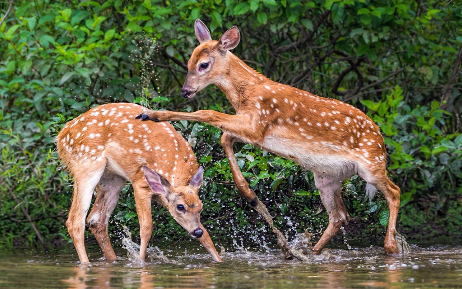 Playful Fawns Splashing: HD Deer Wildlife Wallpaper