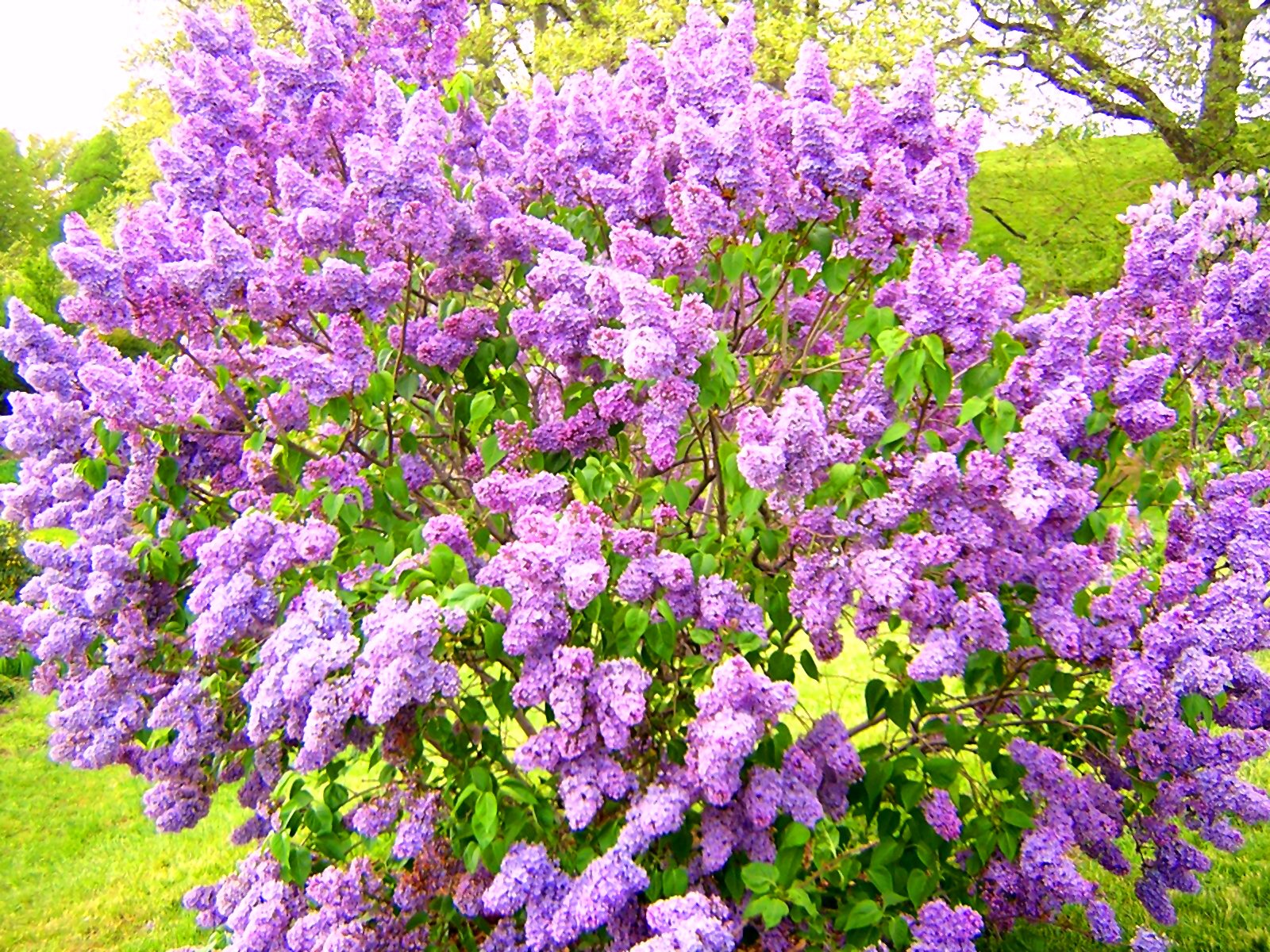 Download Purple Flower Flower Nature Lilac Wallpaper | 1600x1200 ...