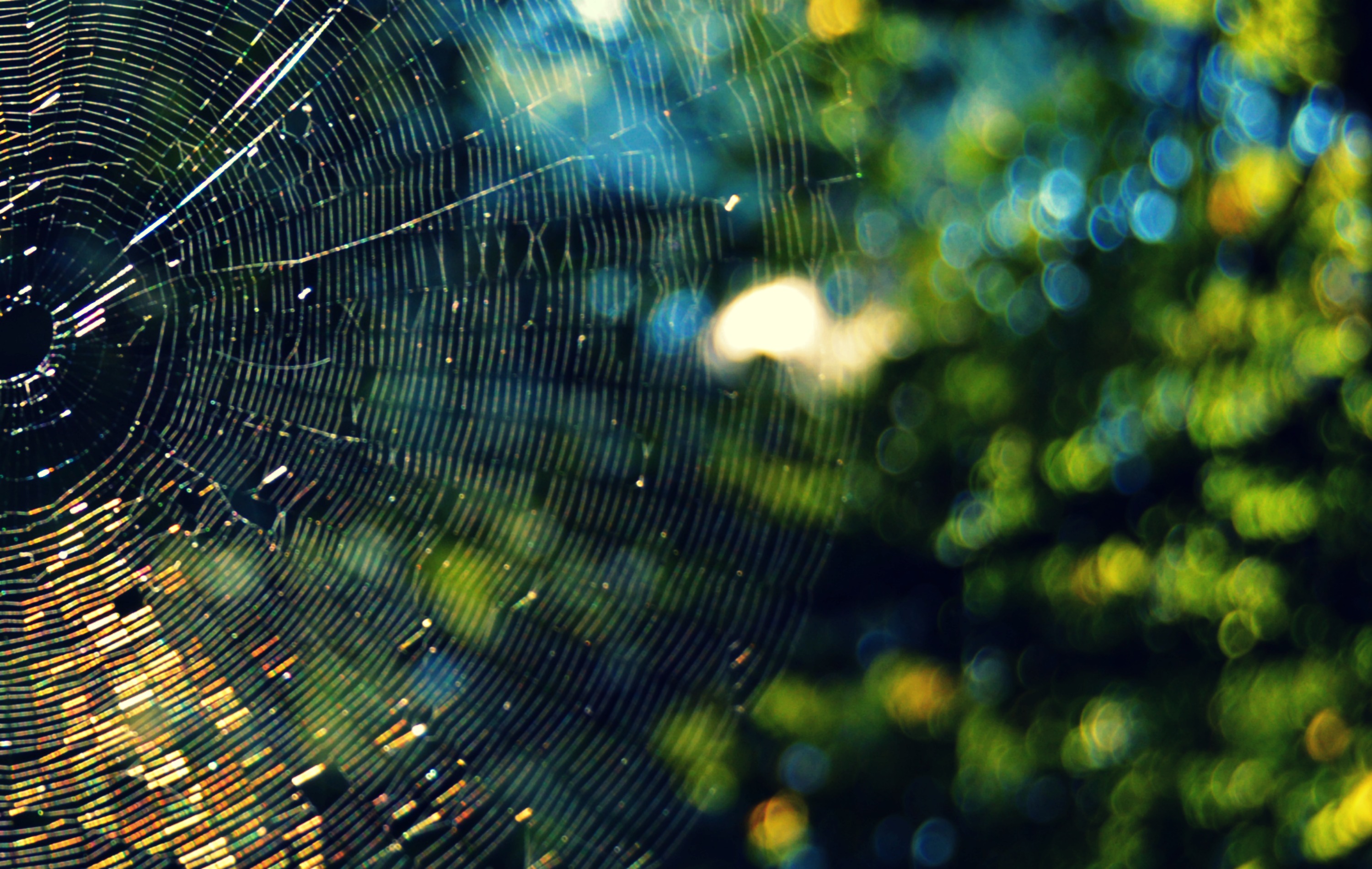 Download Sunny Macro Bokeh Photography Spider Web HD Wallpaper by ...