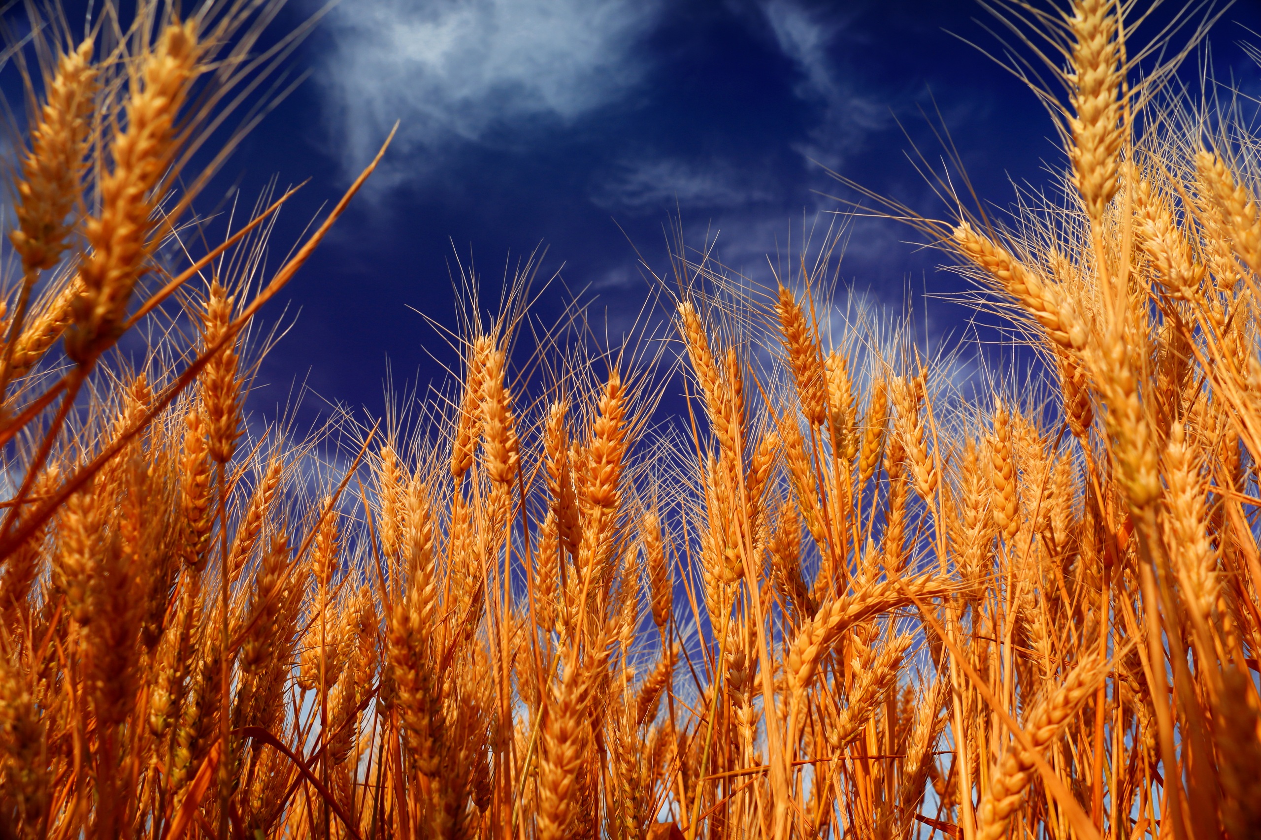 Download Cloud Sky Nature Wheat HD Wallpaper