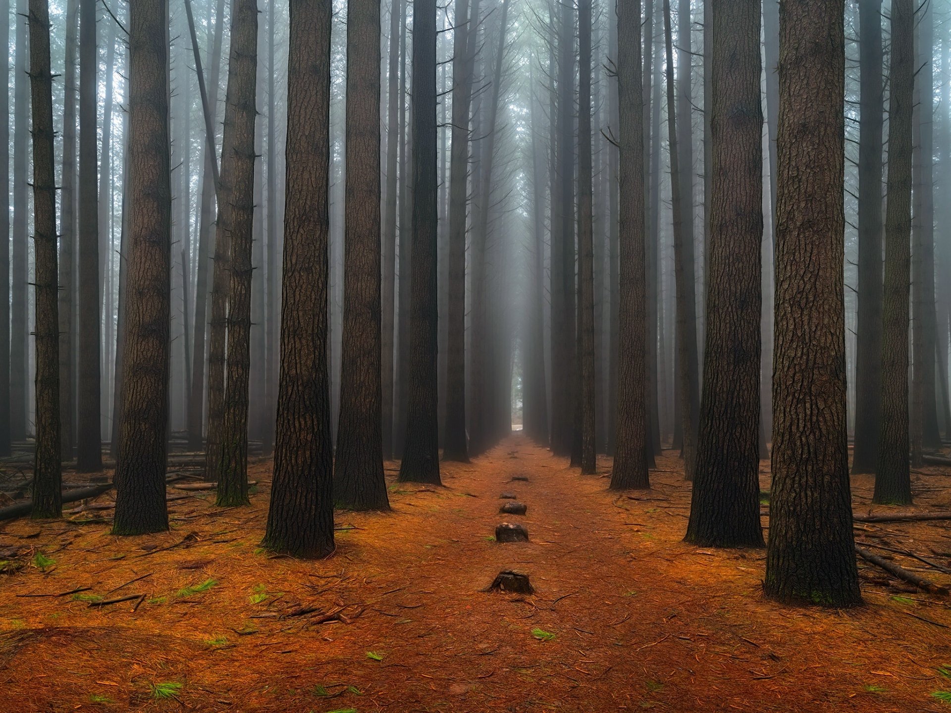 Misty Forest Path HD: Nature’s Tranquil Journey Through Fog and Trees