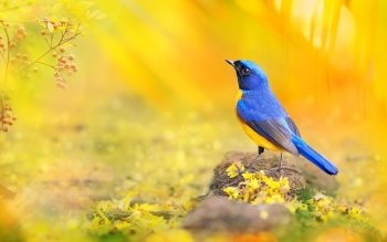 Download Yellow Bird Animal Flycatcher PFP by FuYi Chen