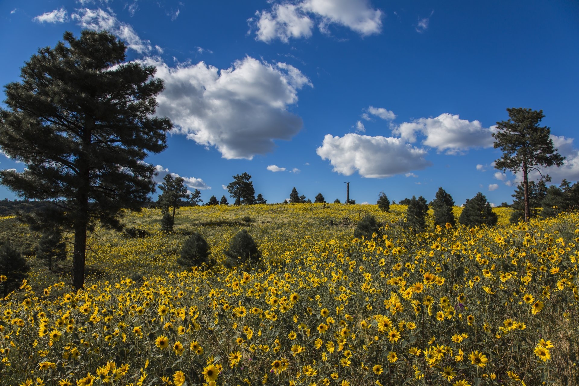 Download Yellow Flower Flower Tree Cloud Sky Nature Meadow 4k Ultra HD ...