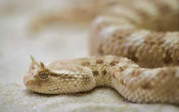 Majestic Viper HD Wallpaper