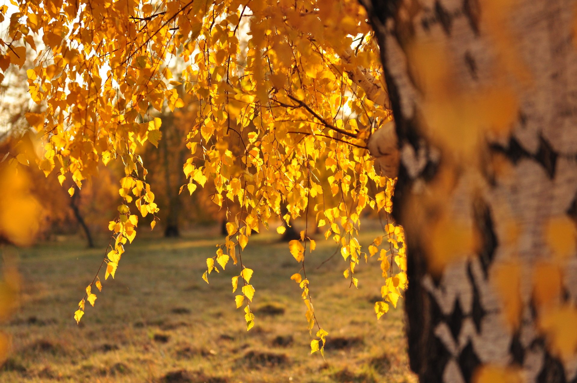 Golden Autumn Glow: 4K Ultra HD Fall Leaves and Branches Wallpaper ...