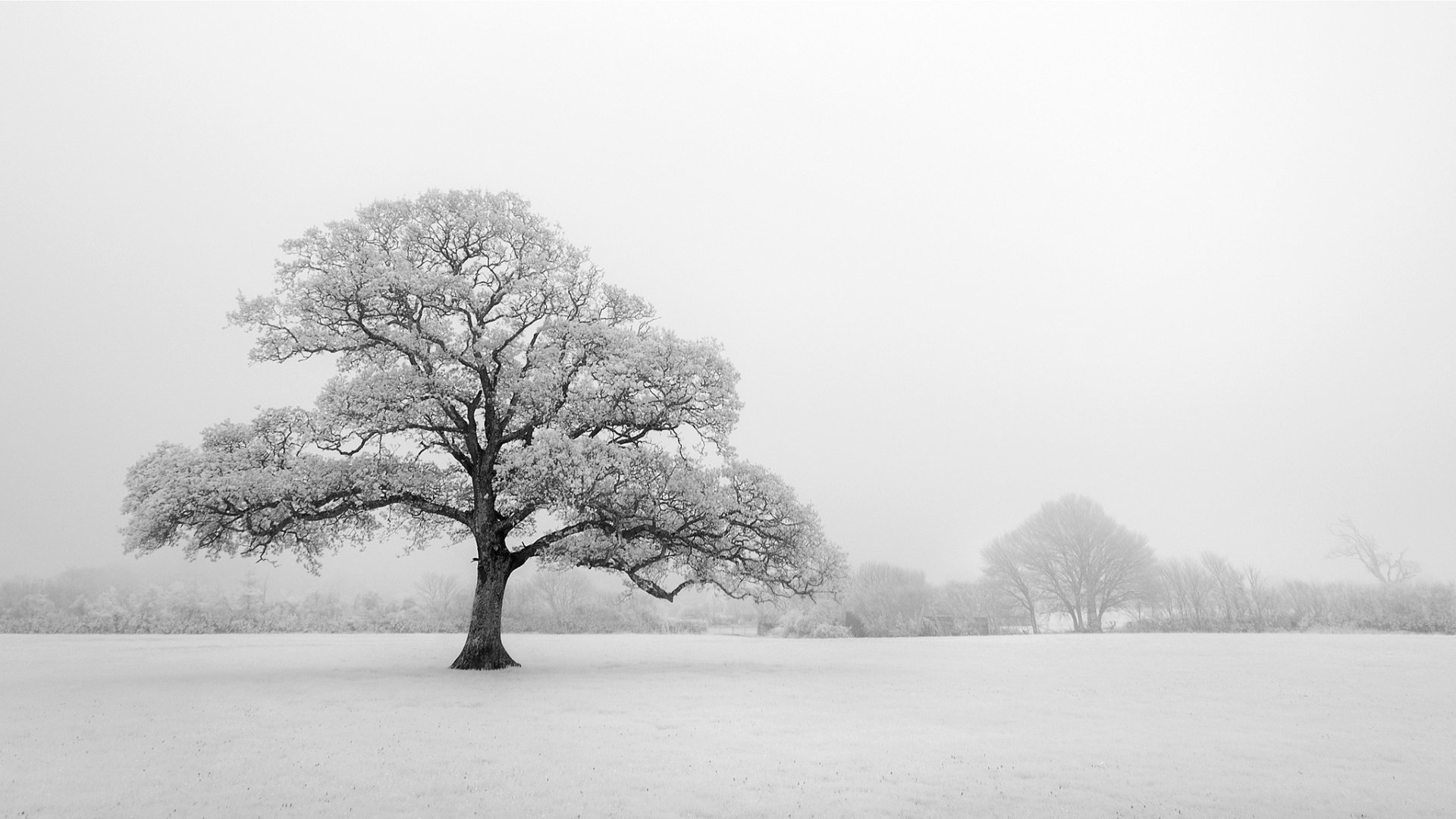 Download Black & White Winter Lonely Tree Nature Tree HD Wallpaper by ...