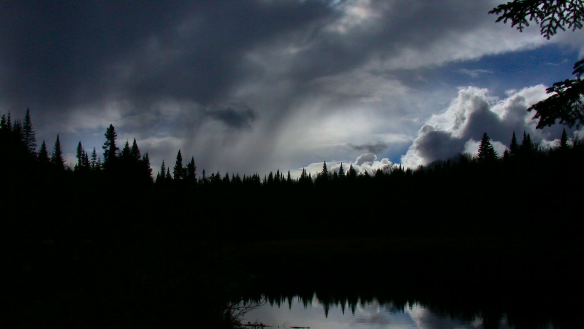 Stormy Rainforest Background