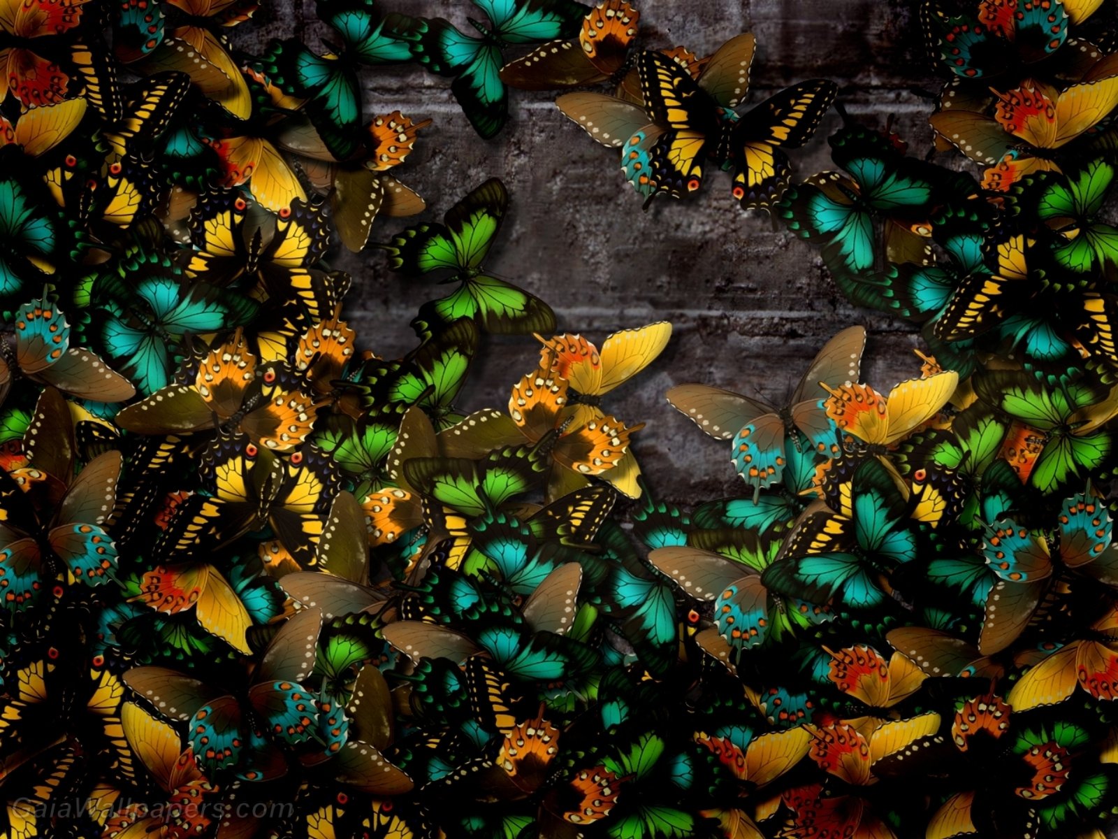 Download Colorful Colors Animal Butterfly Wallpaper