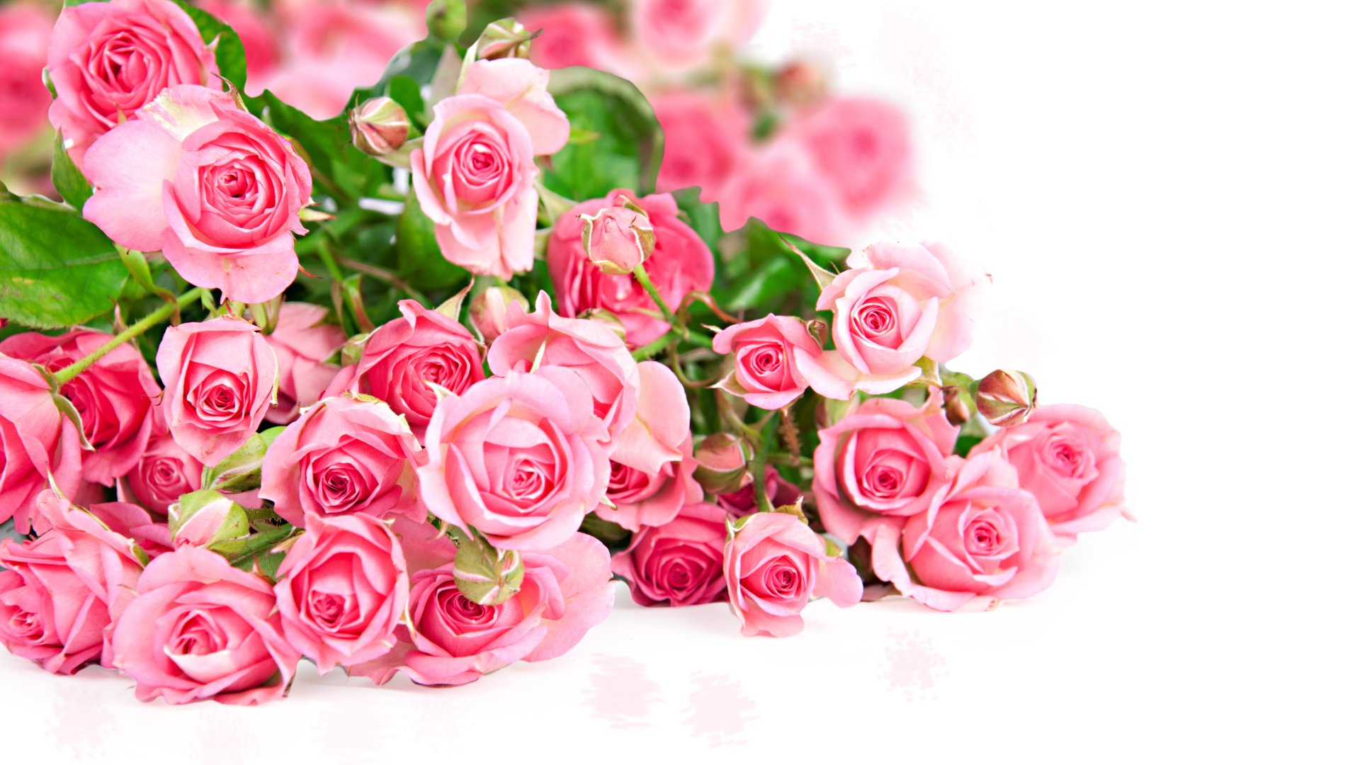 Beautiful Pink Roses: A 4K Ultra HD Nature Wallpaper
