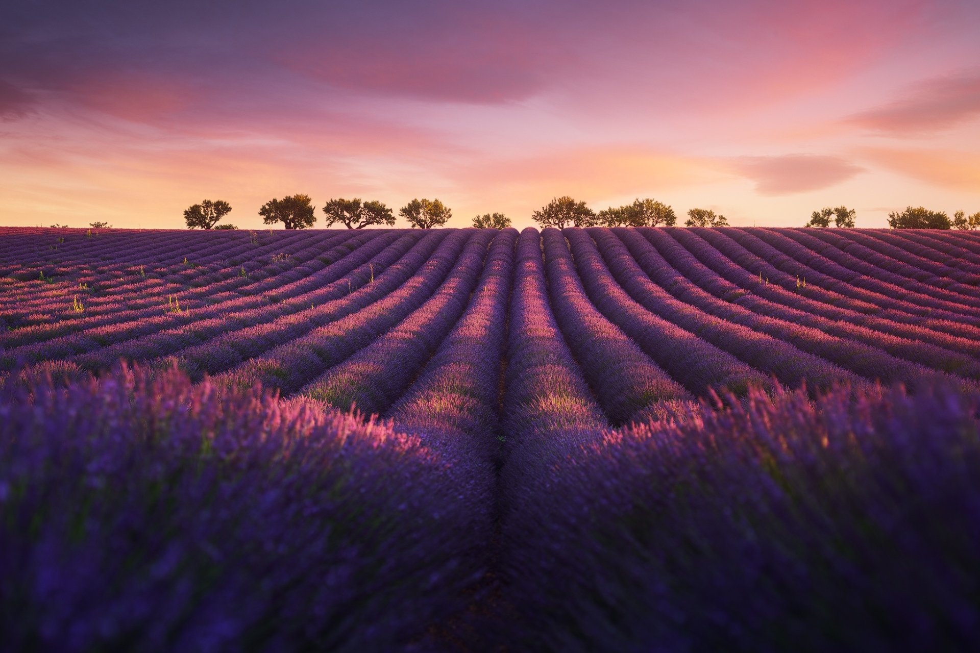 Lavanda HD Wallpaper | Sfondo | 2048x1365 | ID:749213 - Wallpaper Abyss