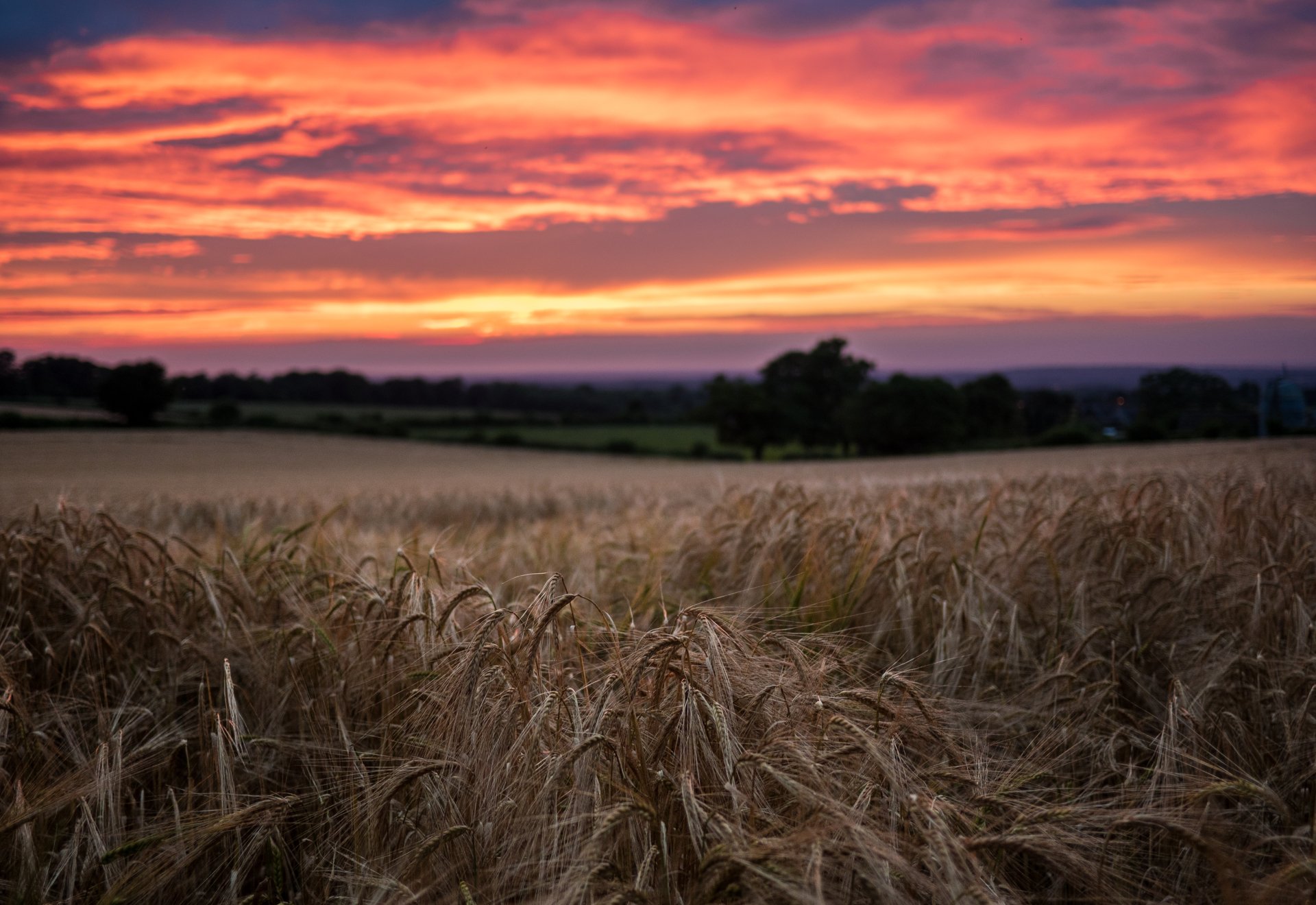 Download Sky Sunset Summer Field Nature Wheat 4k Ultra HD Wallpaper