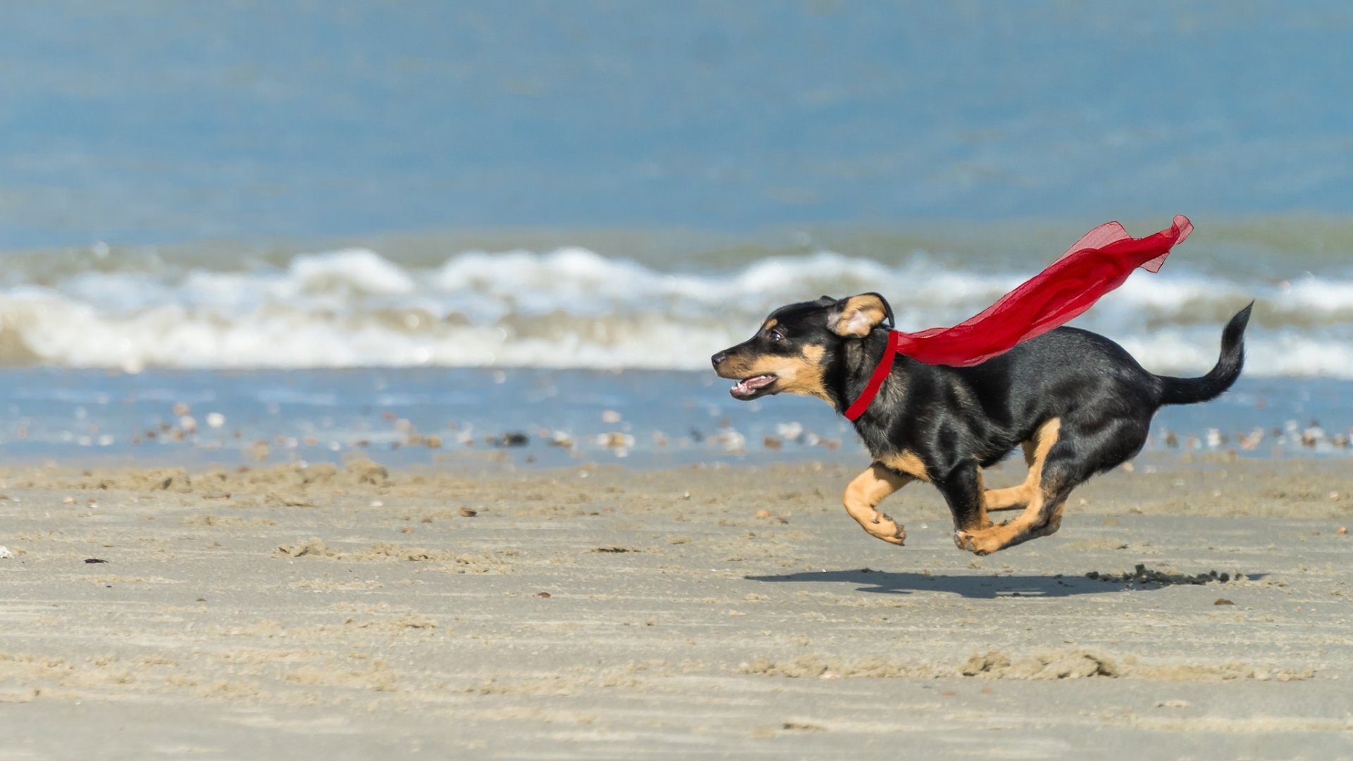 Download Puppy Sand Beach Animal Dog HD Wallpaper