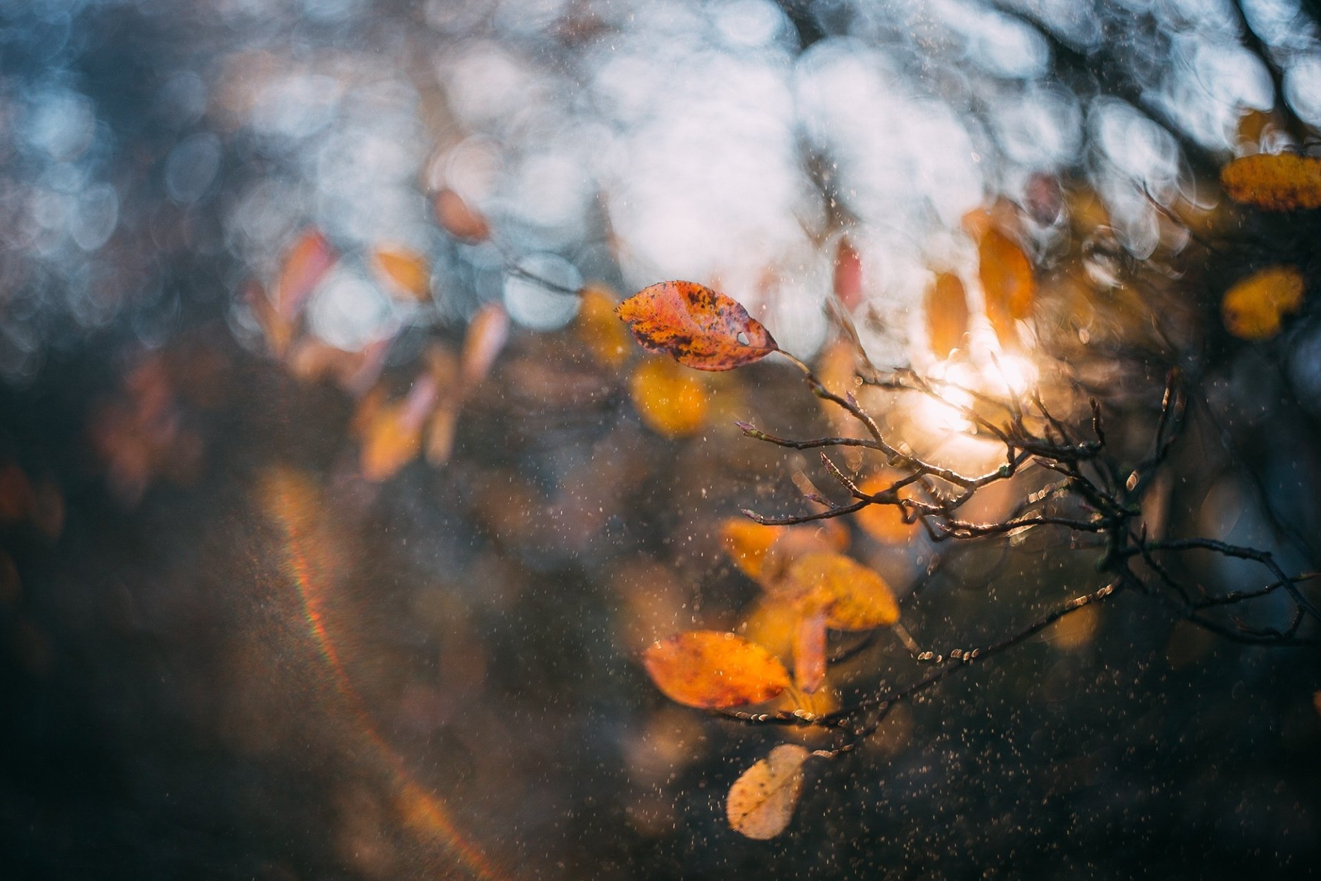 Nature Branch HD Wallpaper